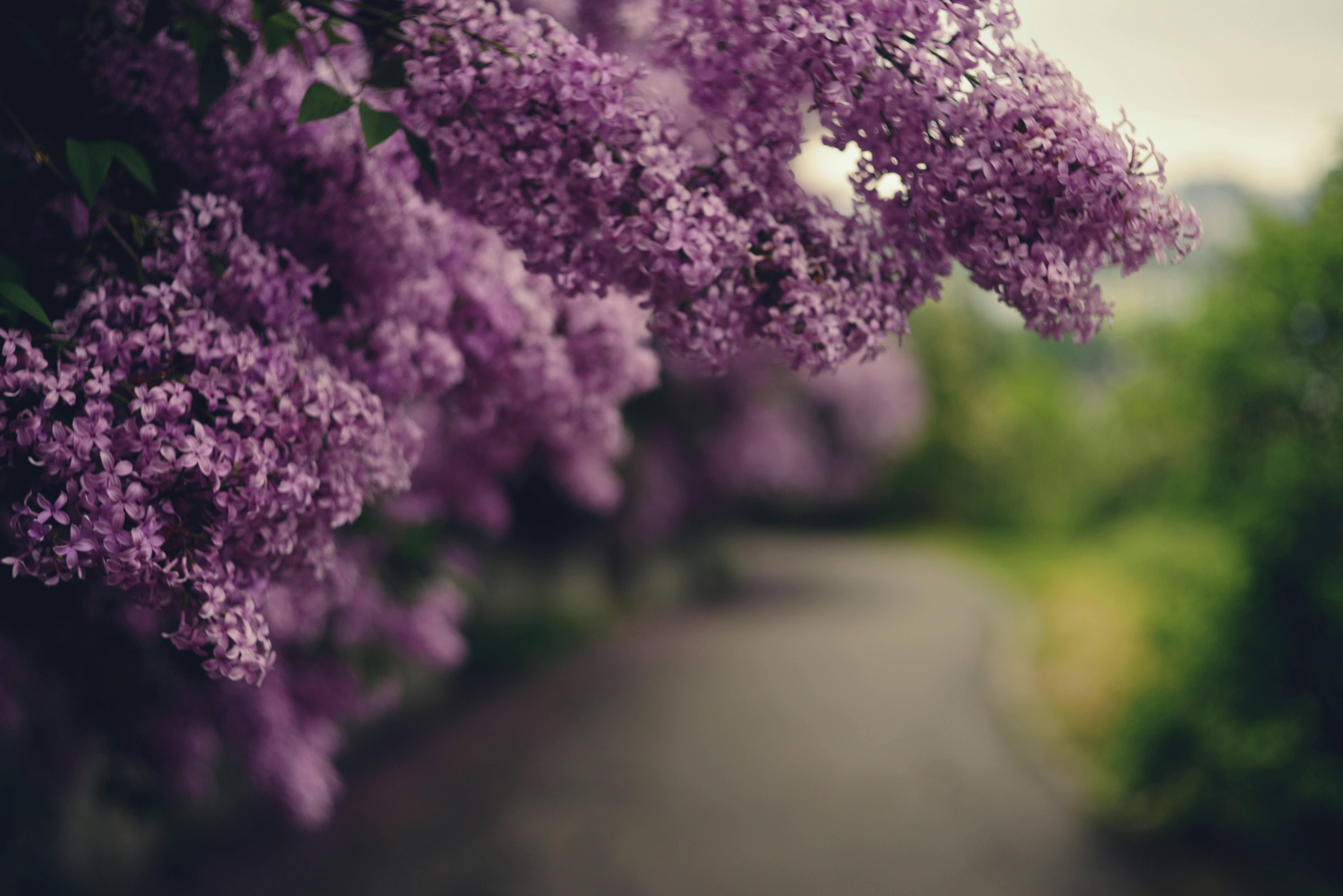 Purple Cascade: Lilac Bloom Framing a Quiet Path
