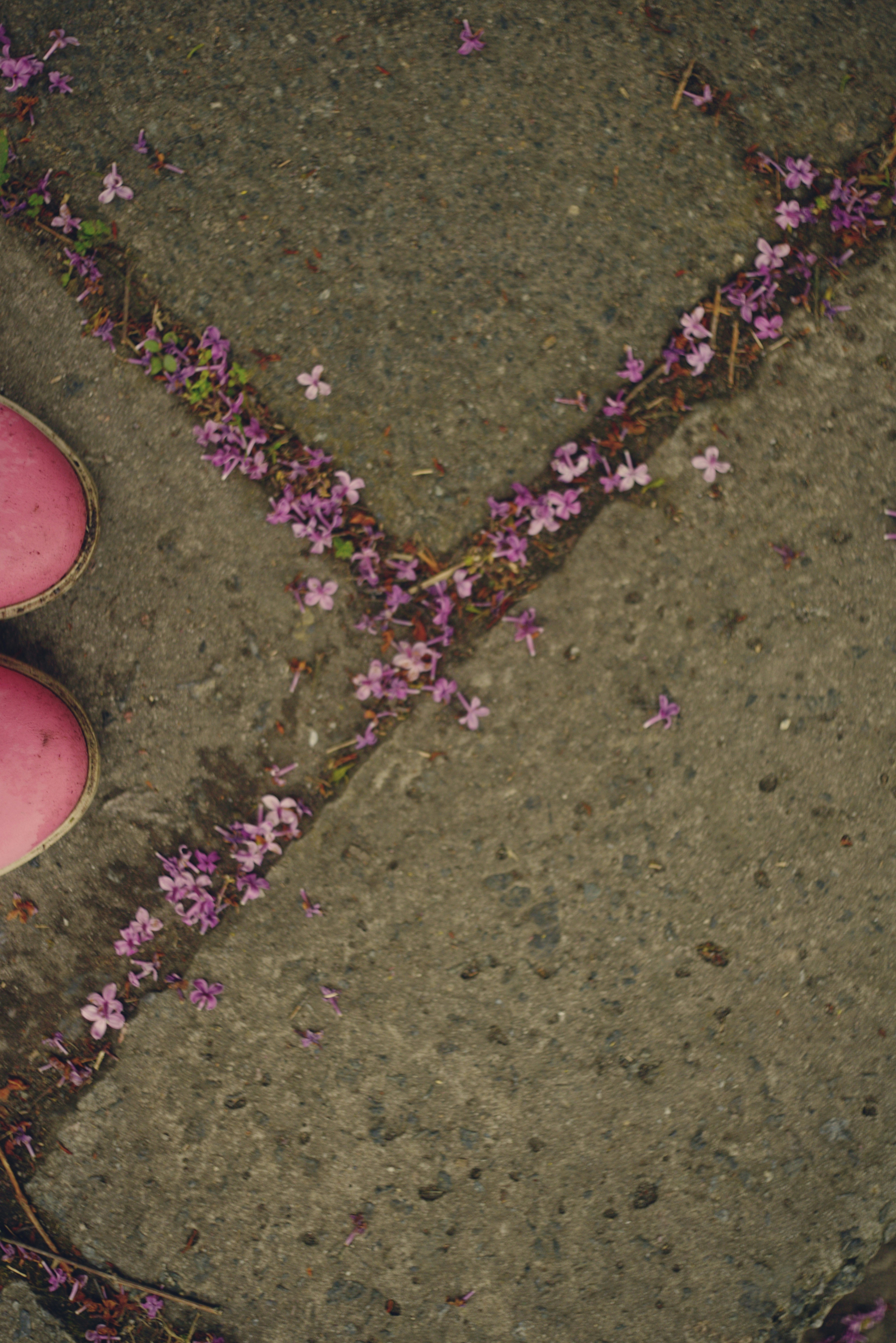 Pink Boots on a Mossy Concrete Path Framed by Gentle Violet Petals