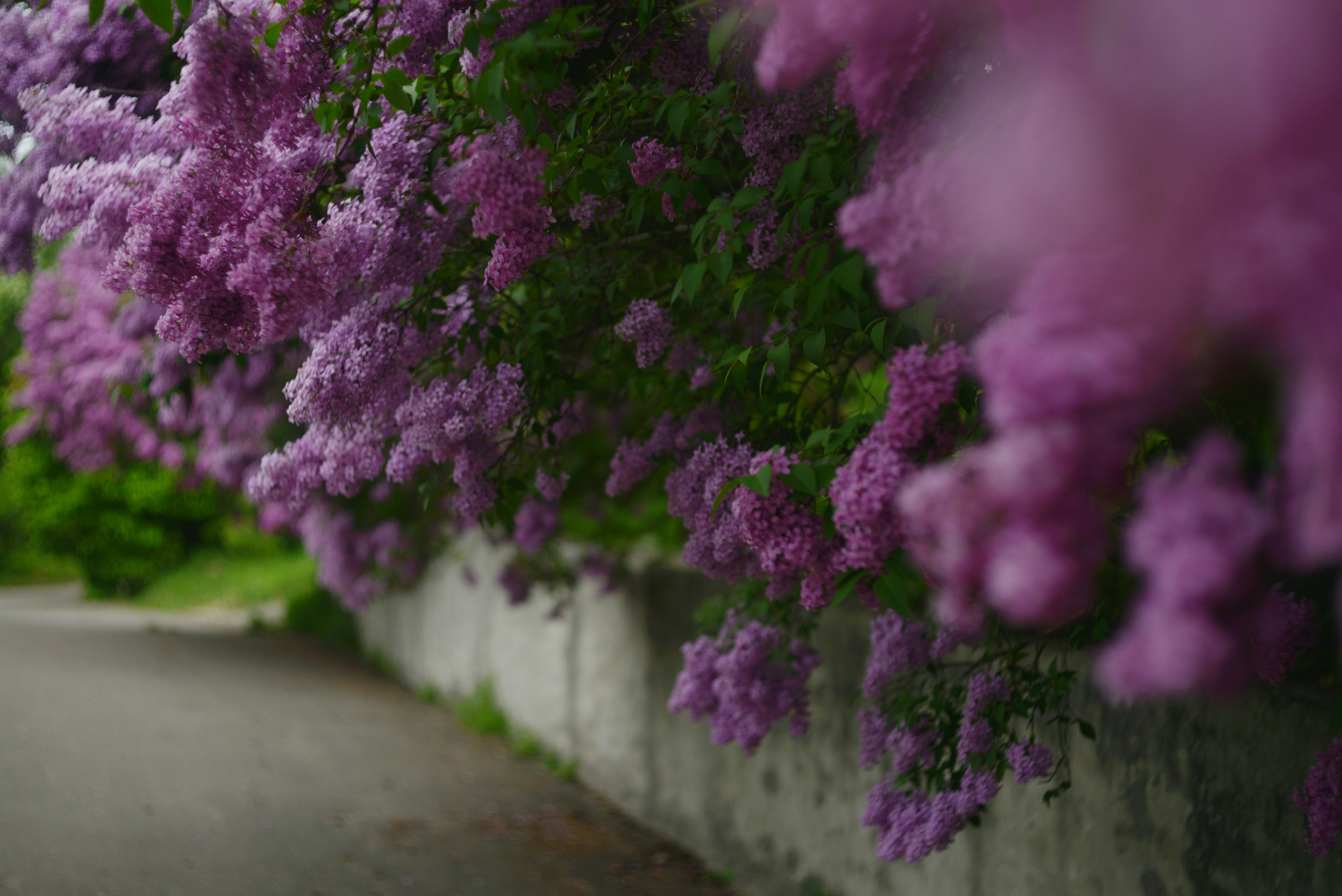 Purple Cascade Along the Concrete Wall