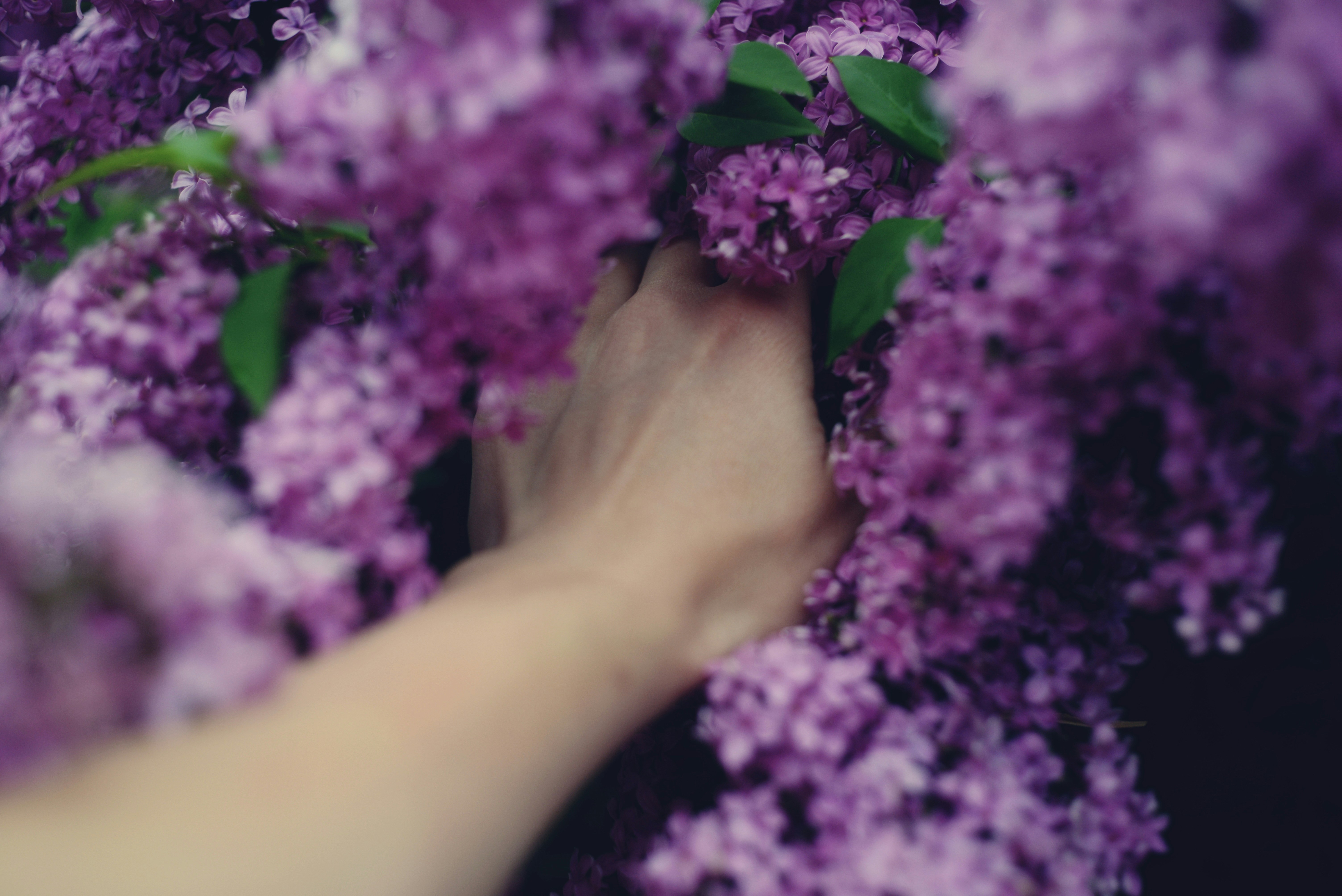 Tender Bloom Grab: A Hand Reaches Through Purple Lilacs