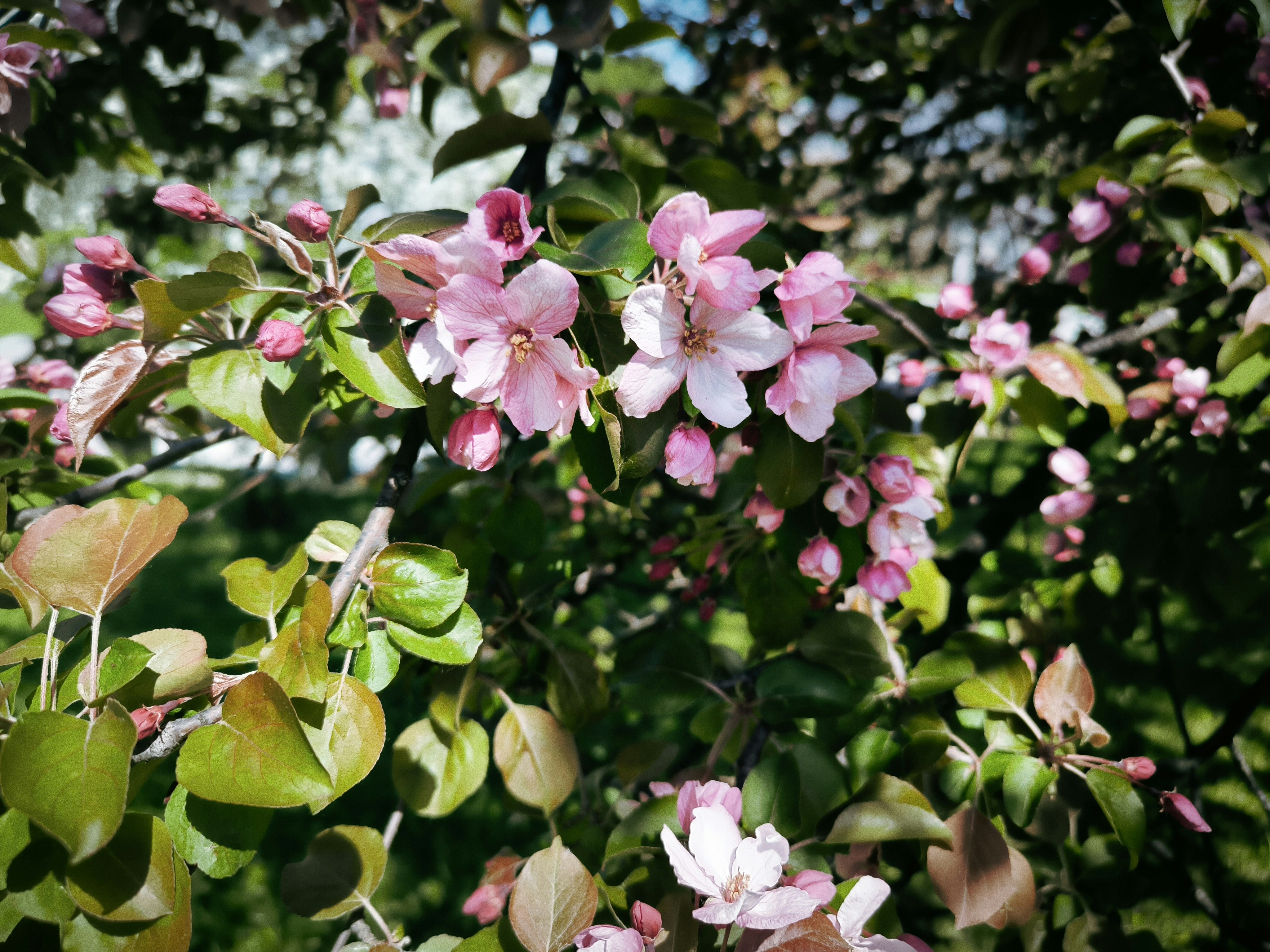 Soft Pink Blooms Amid Green Foliage