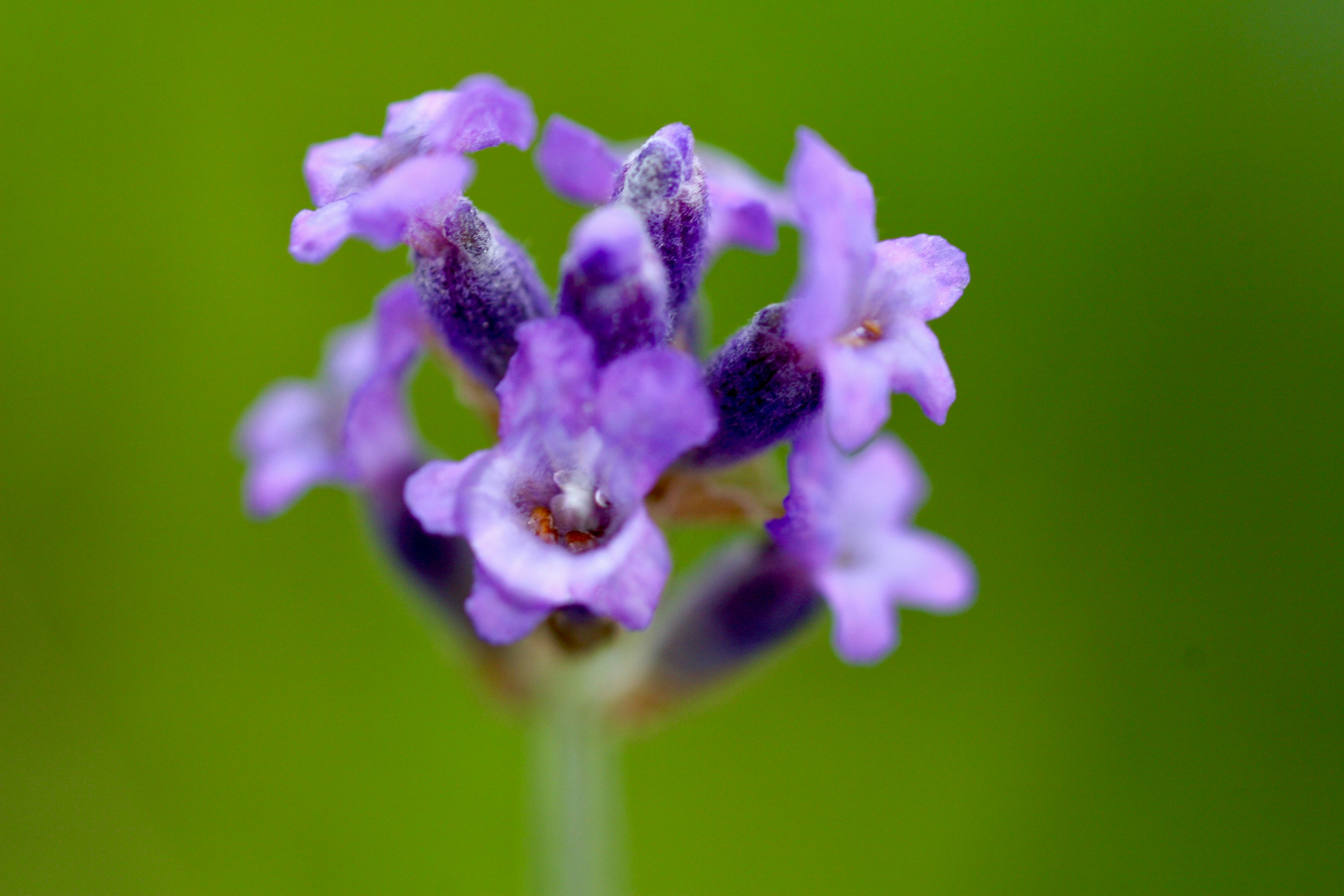 Macro Bloom: Violet Micro-Flowers in Soft Focus Green