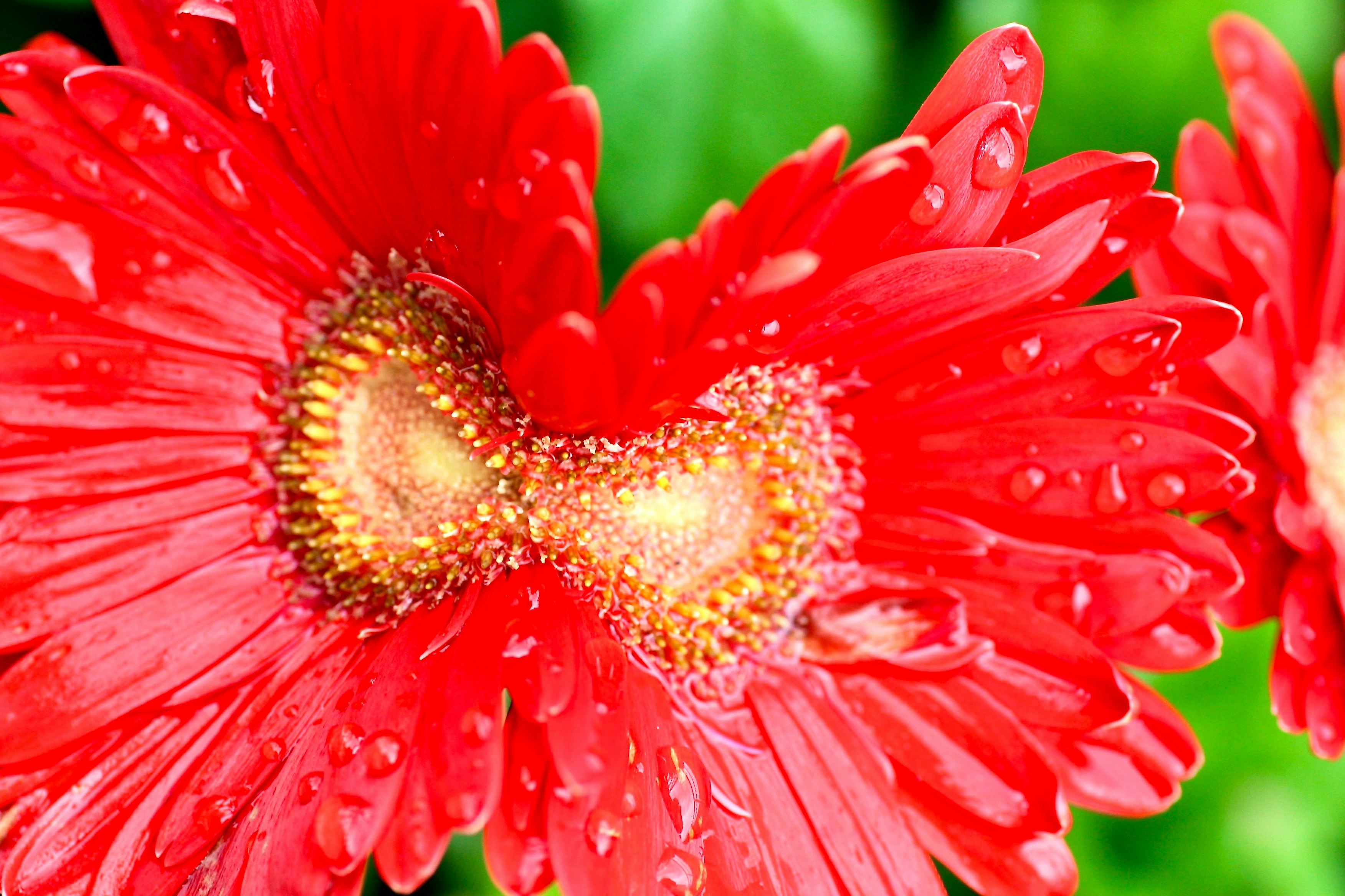 Crimson Bloom: Dew-kissed Petals Framing a Golden Heart