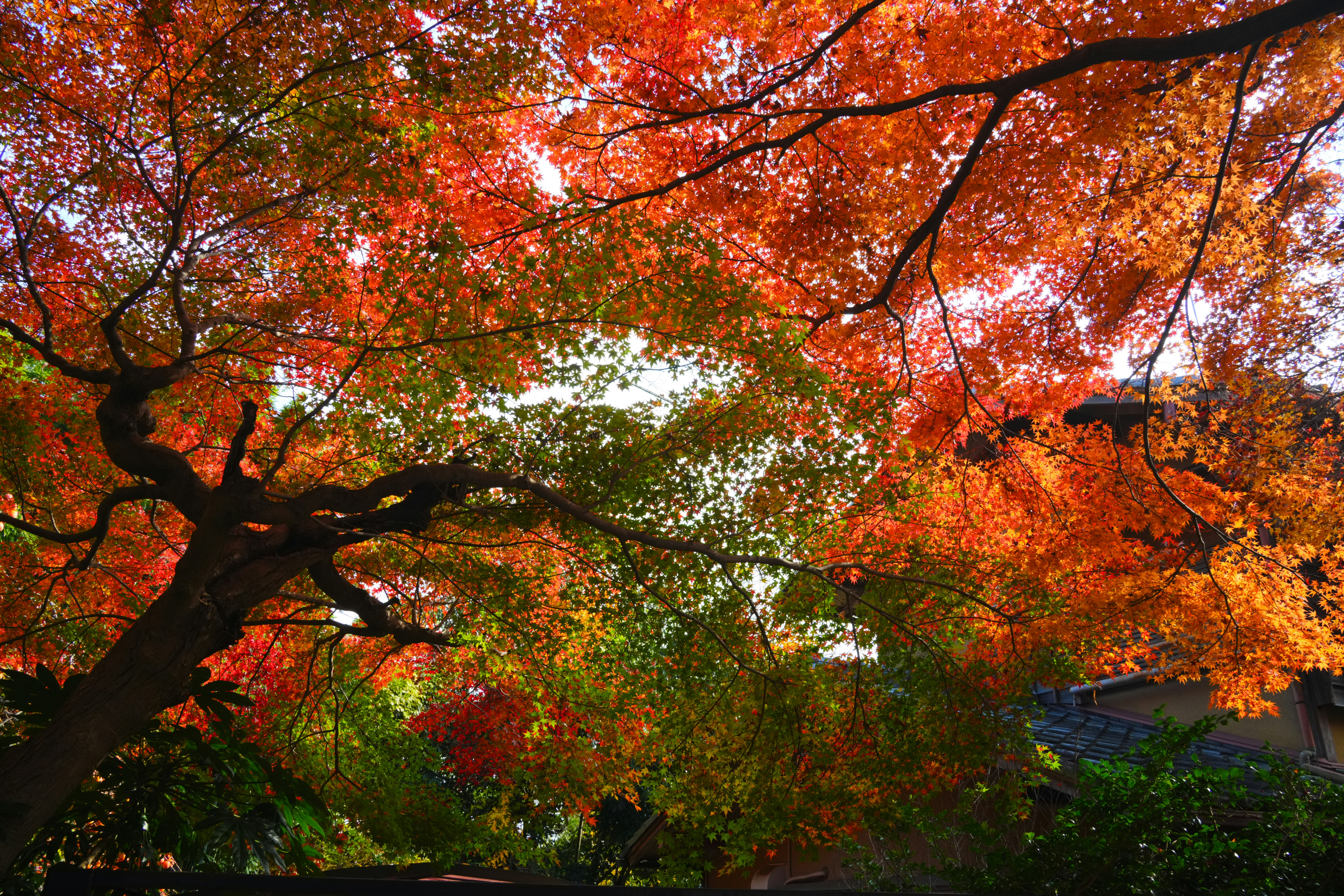 Crimson Canopy: Autumn Light Through Orchard Branches