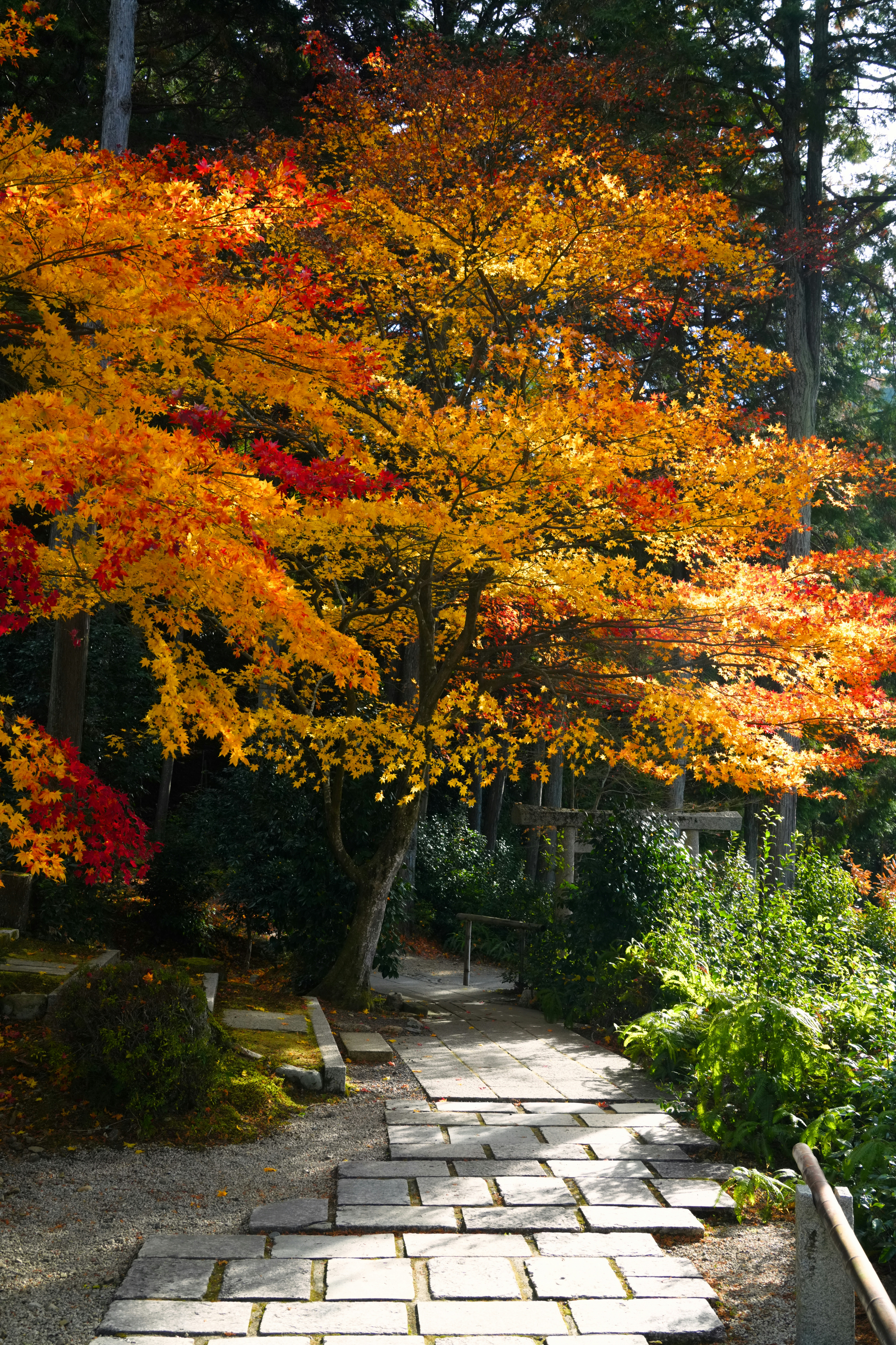 Autumn Lantern: A Sunlit Maple Path Through Fall Colors