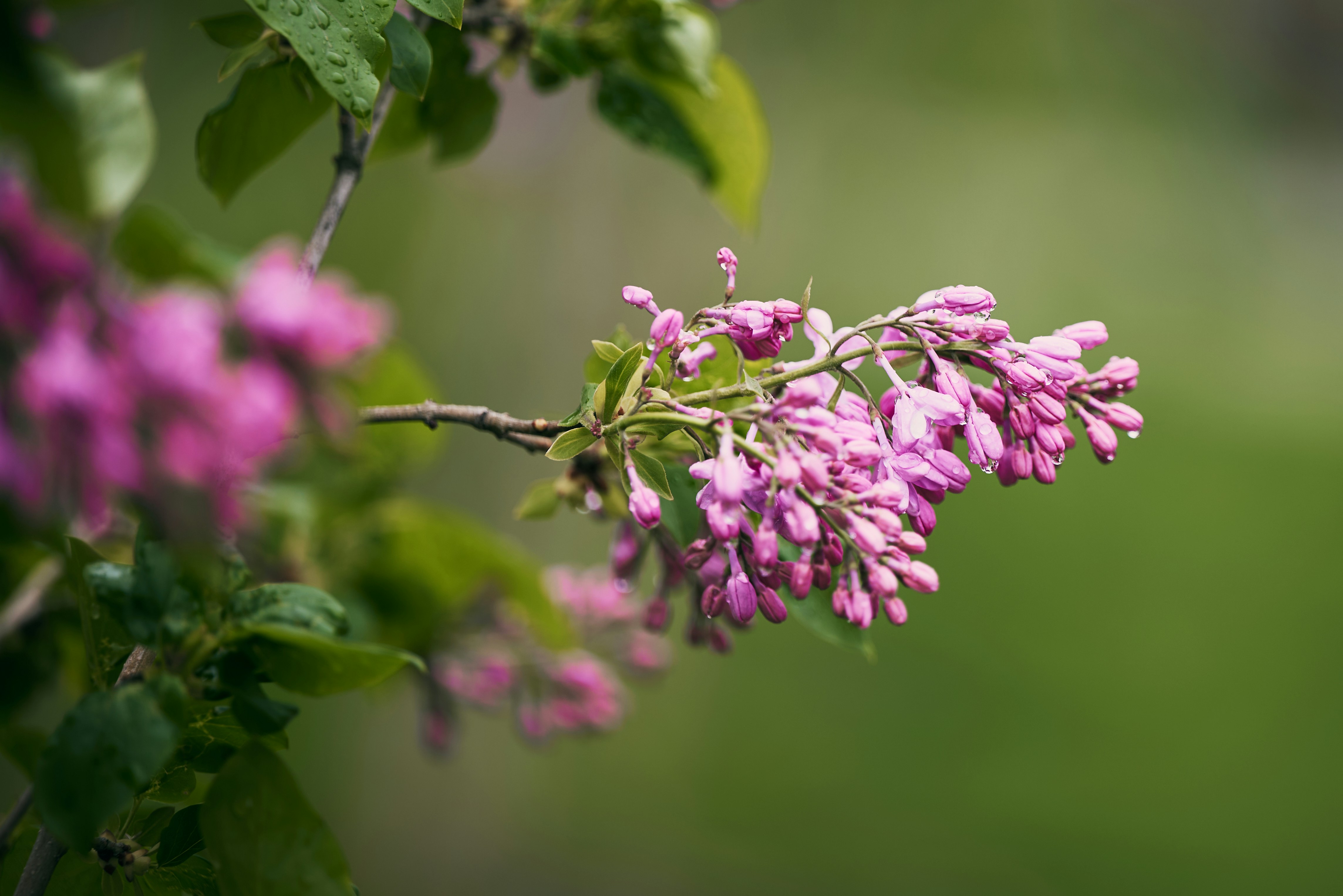 Pink Buds on a Quiet Bough