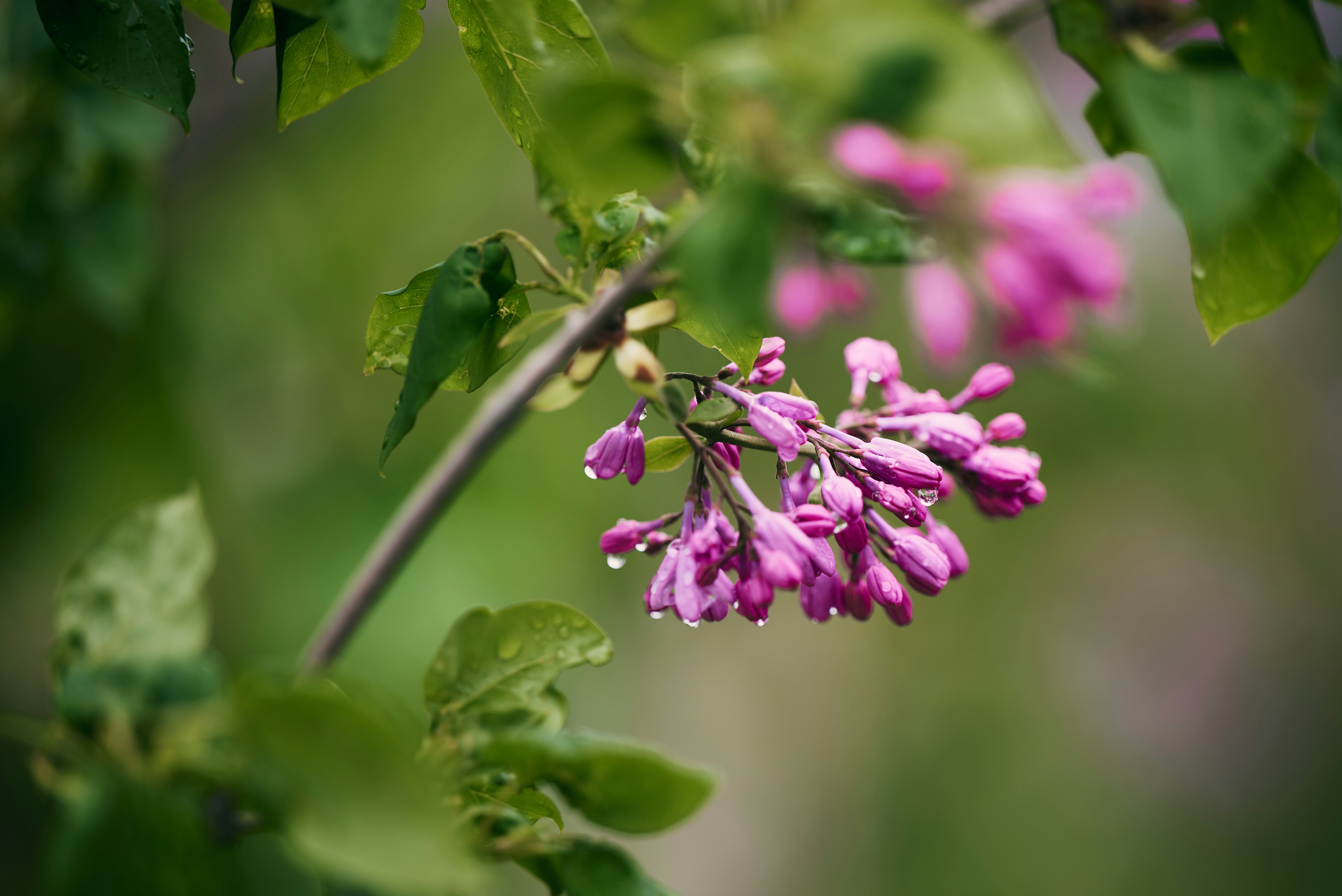 Pink cluster of blossoms on a blurred green backdrop