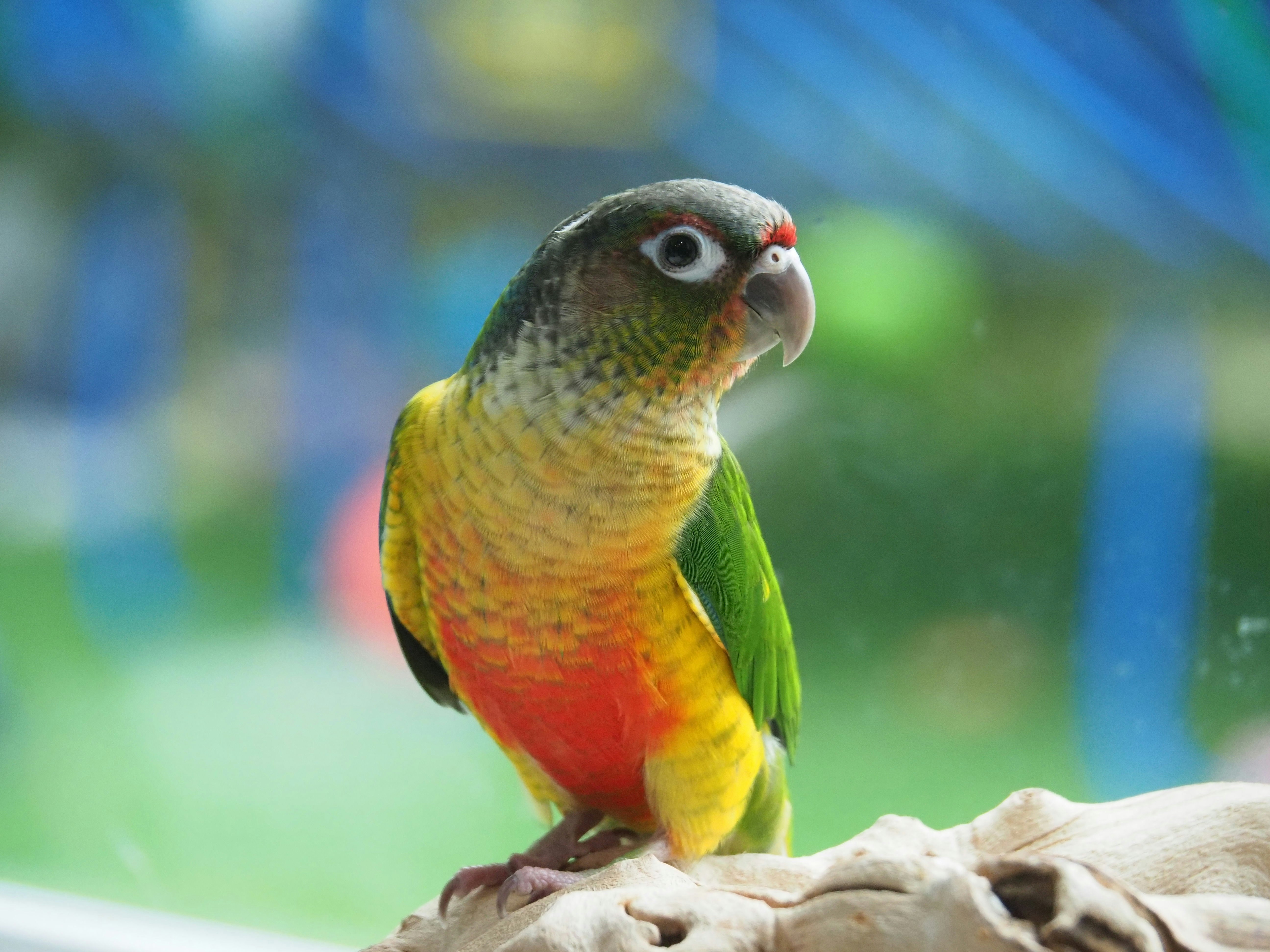 Vibrant parrot perched on a branch inside a glass enclosure, with a blurred outdoor backdrop visible through the enclosure.