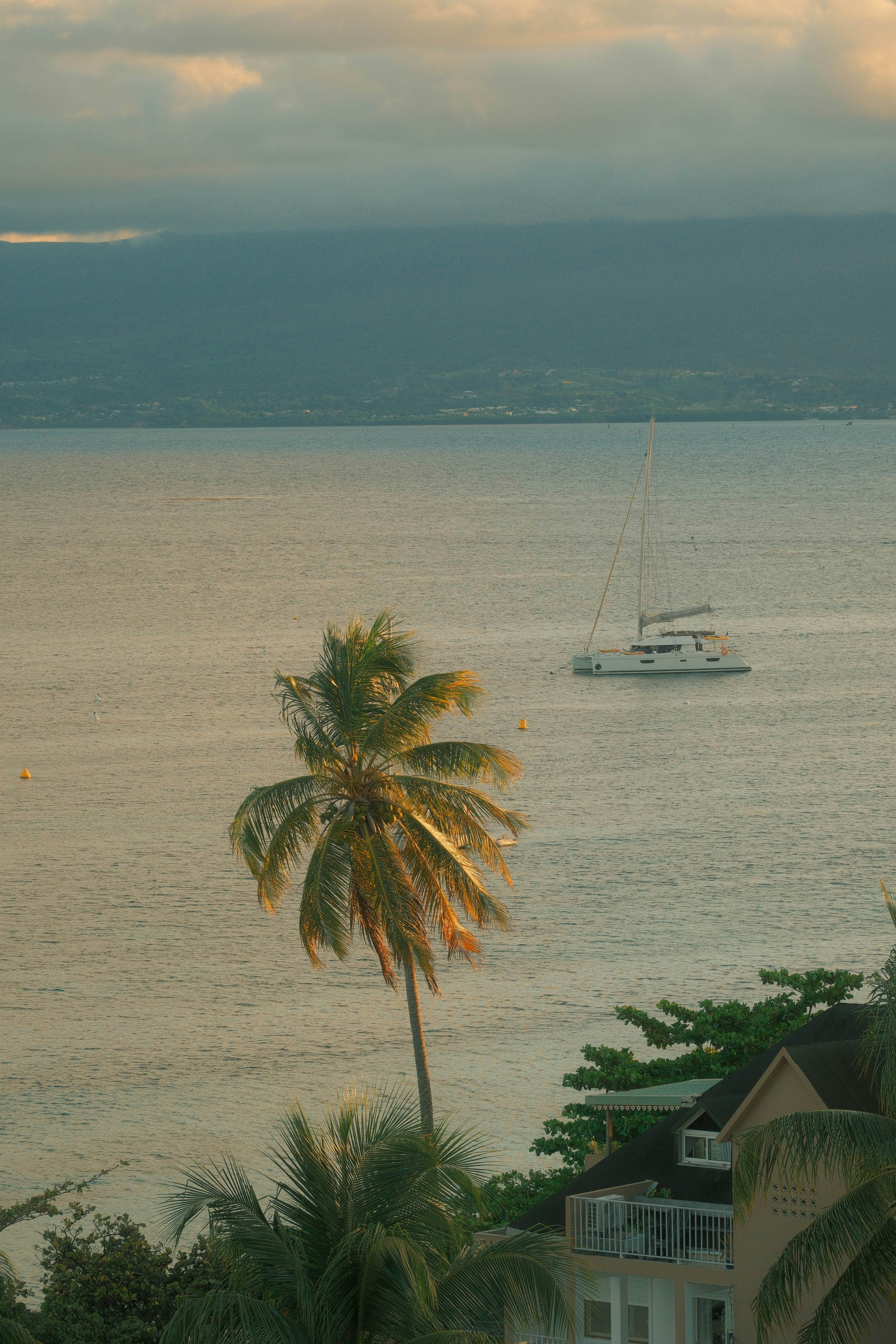 Sunlit Palm Overlook at Dusk by the Seaflight