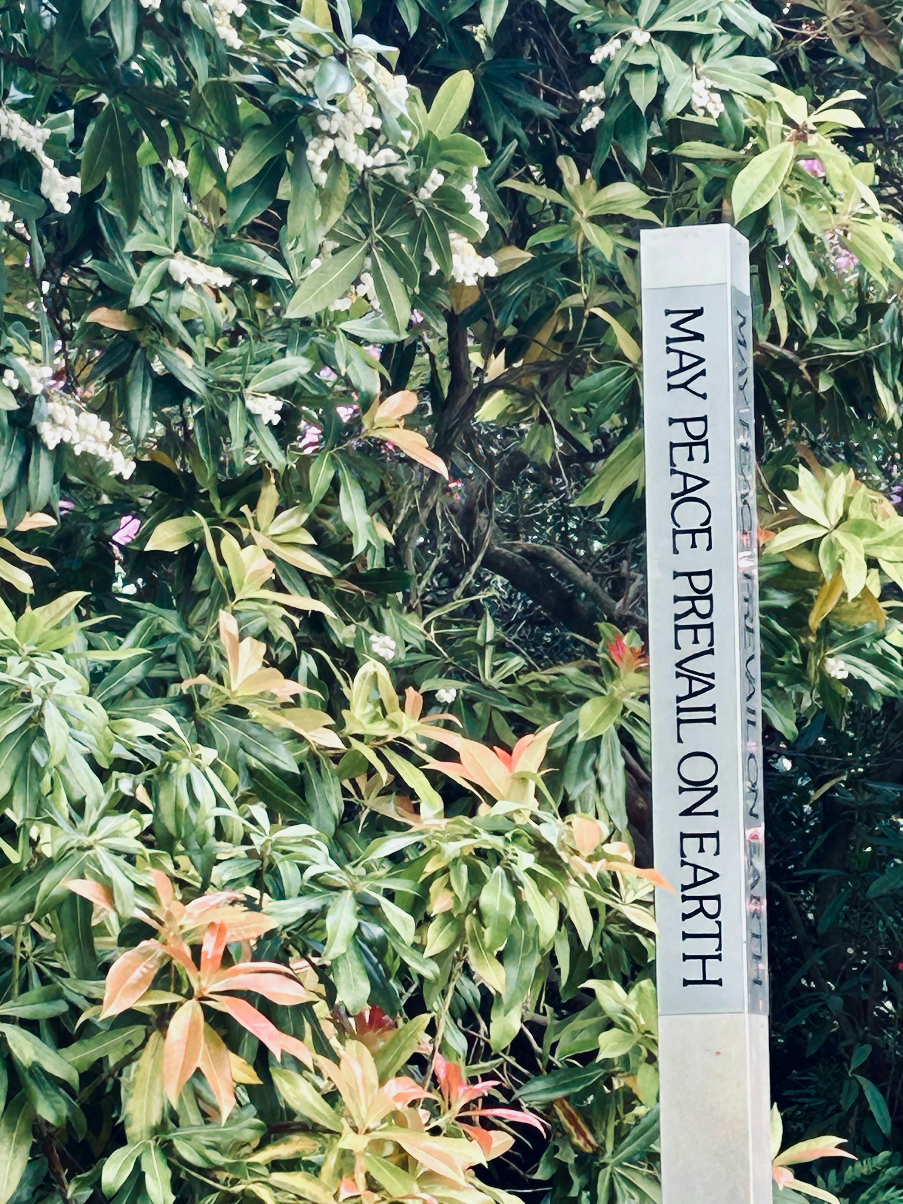 Earthward Prominence: The May Peace Memorial Marker Amid Verdant Oaks