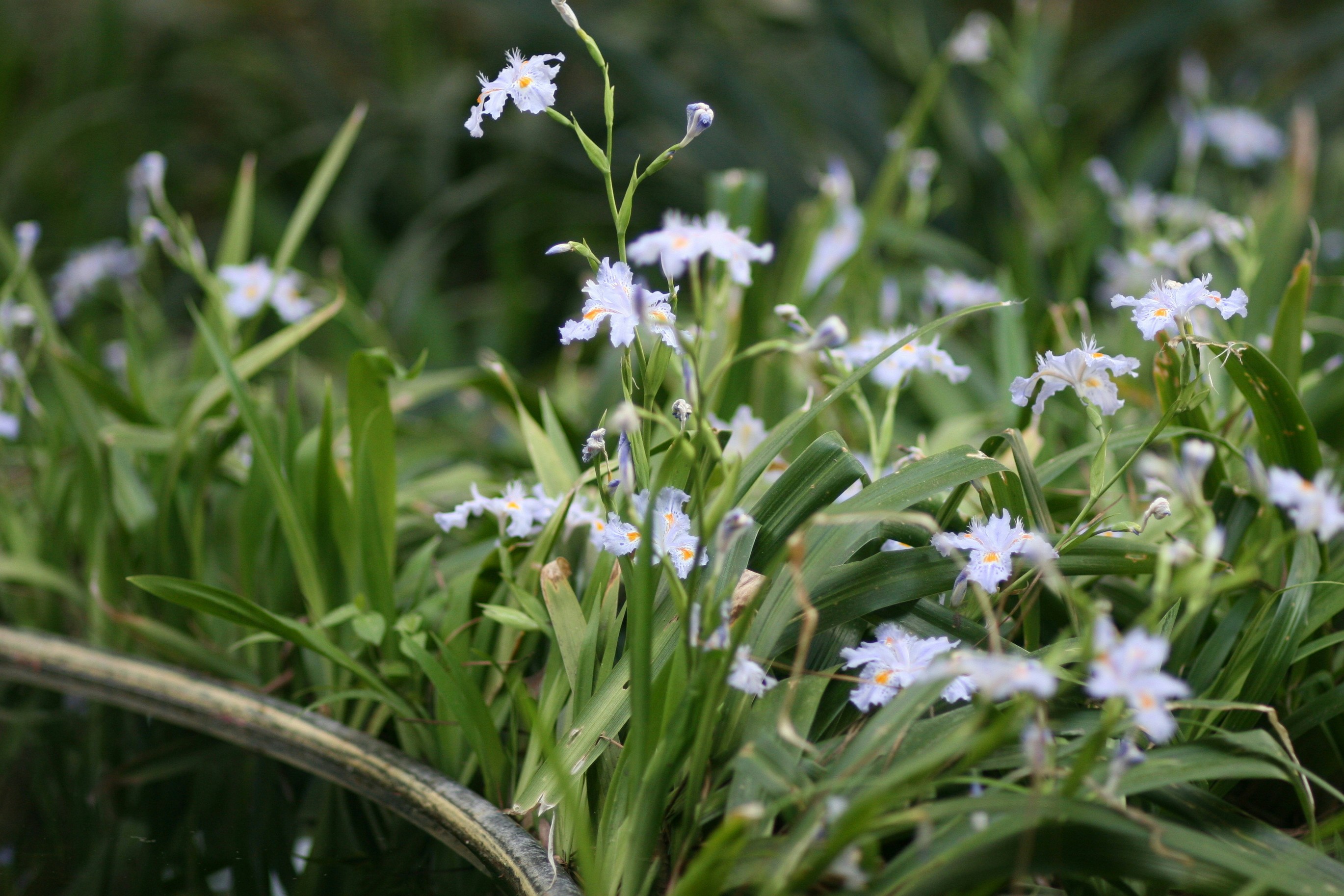 Delicate blue blossoms amid green fronds