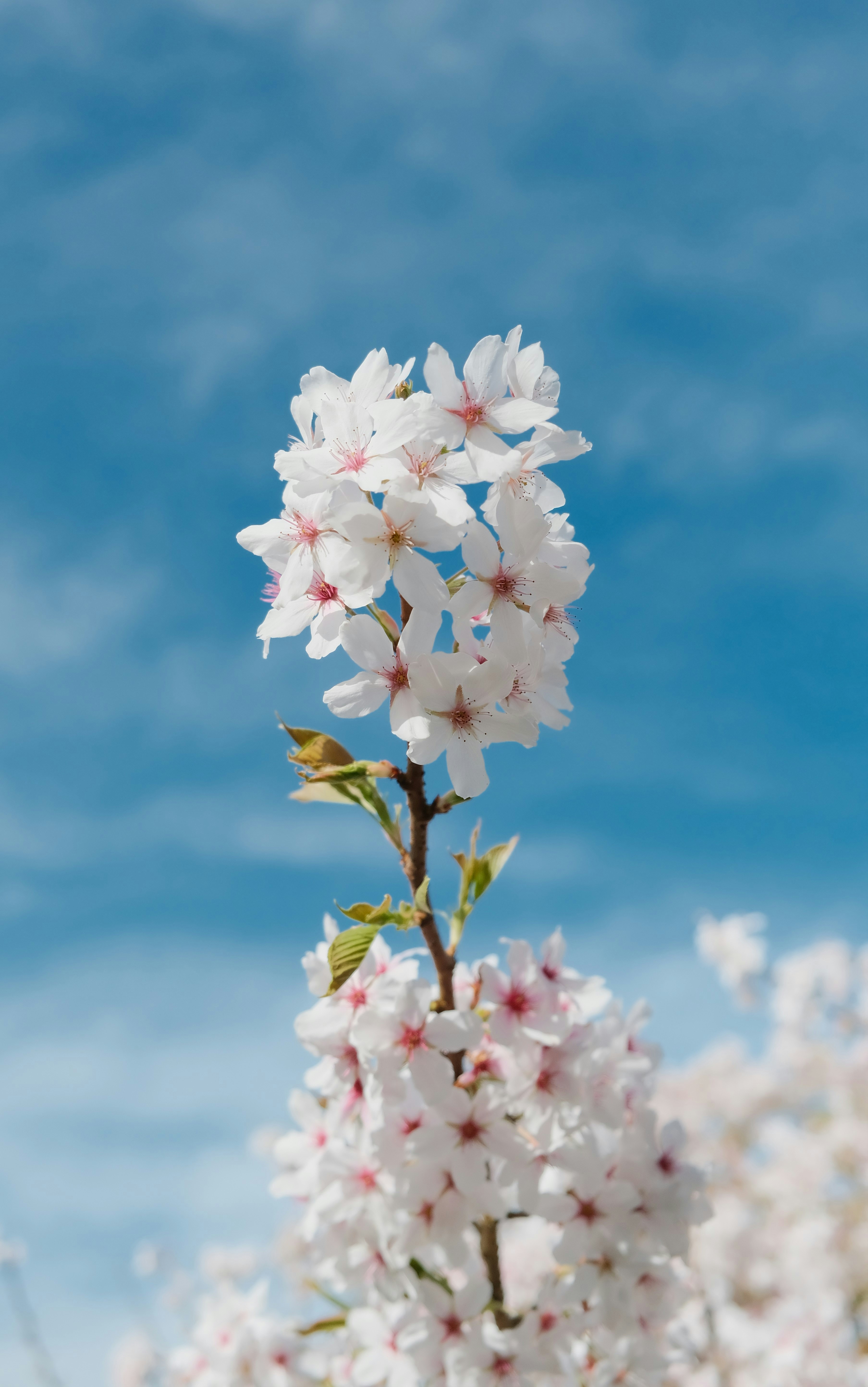 White blossom vertical bouquet reaching toward a clear blue sky