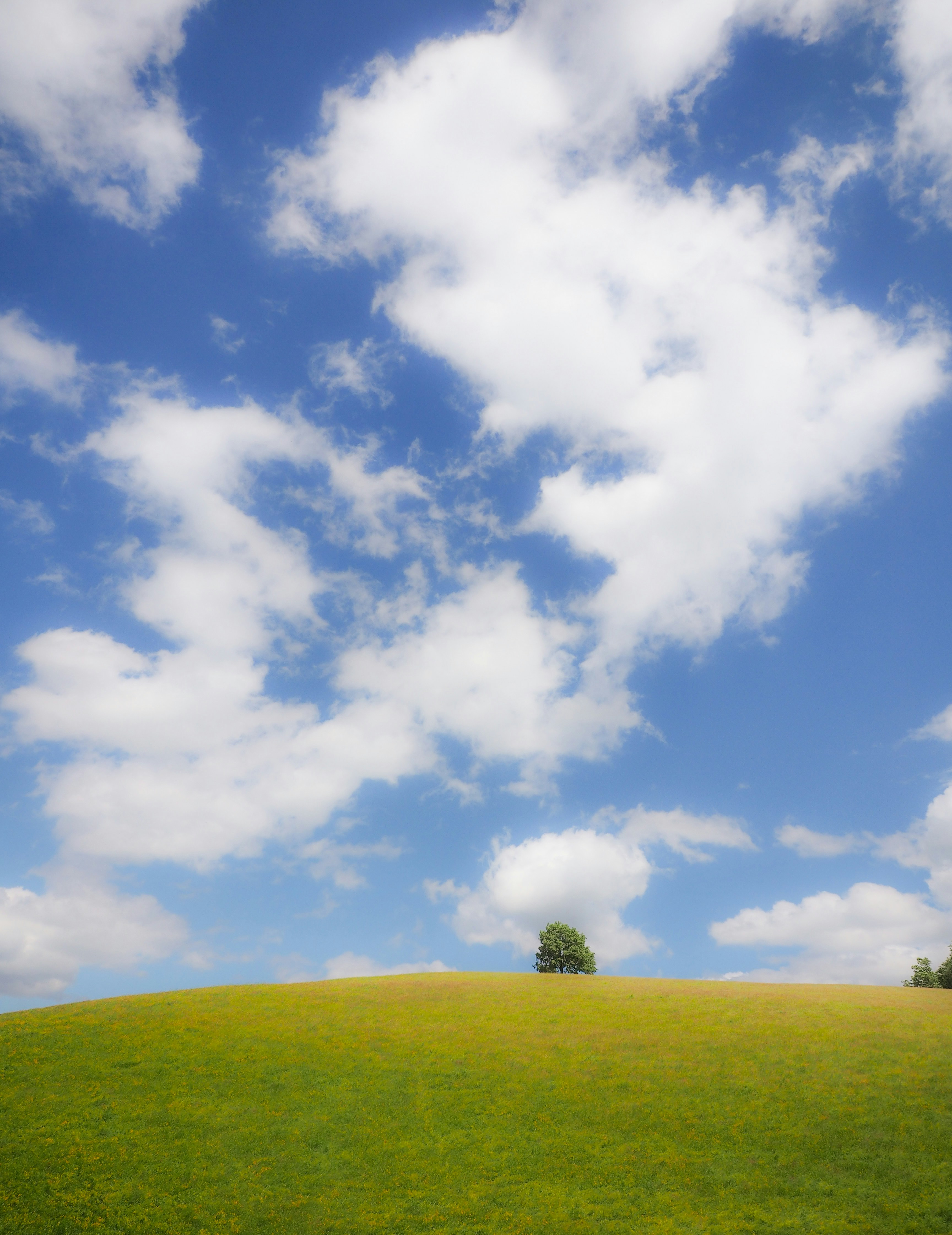  lone tree on a yellow hill under a blue sky framed by drifting clouds