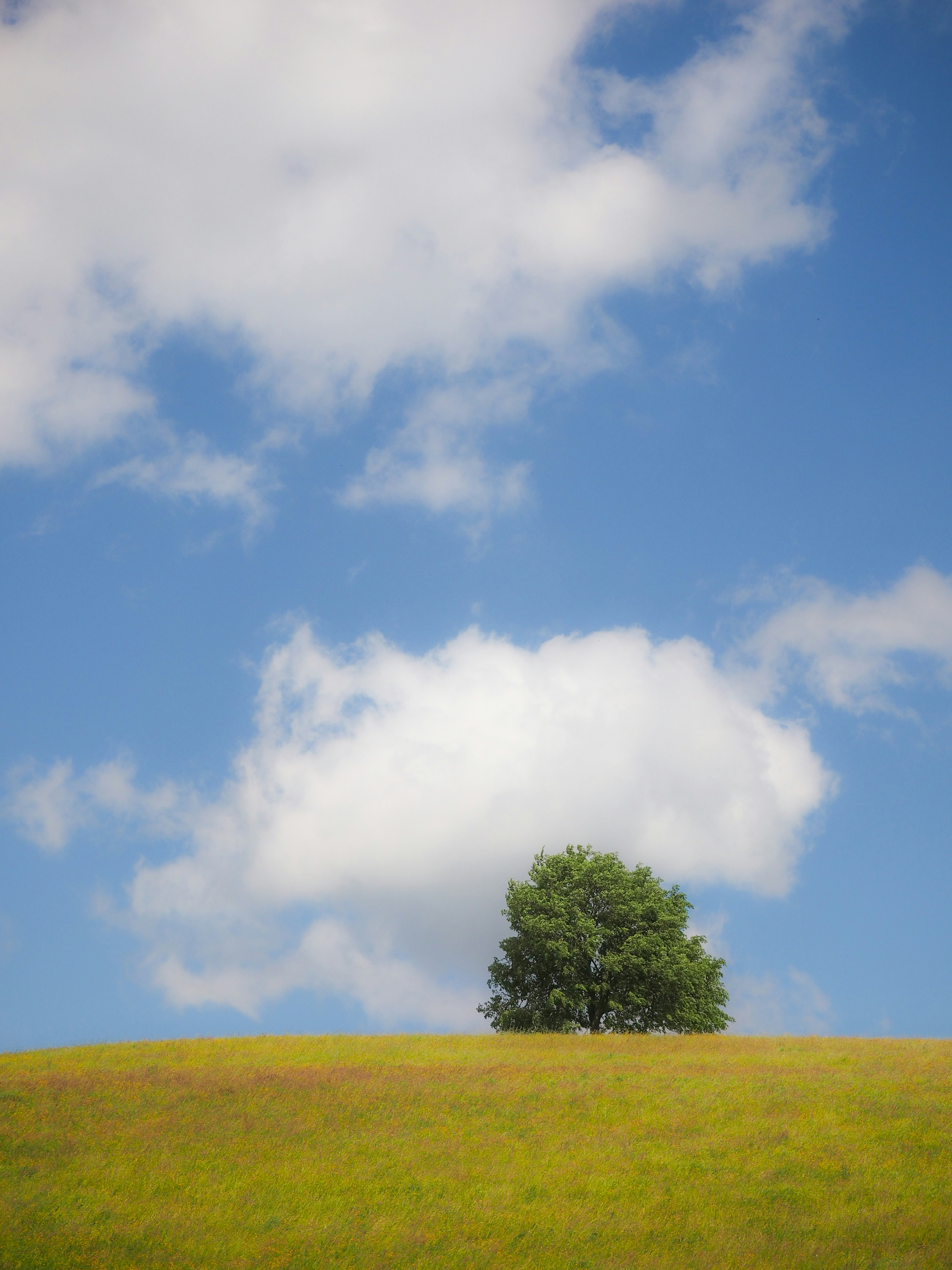  Lone Tree on a Gentle Hill under a Quiet Sky