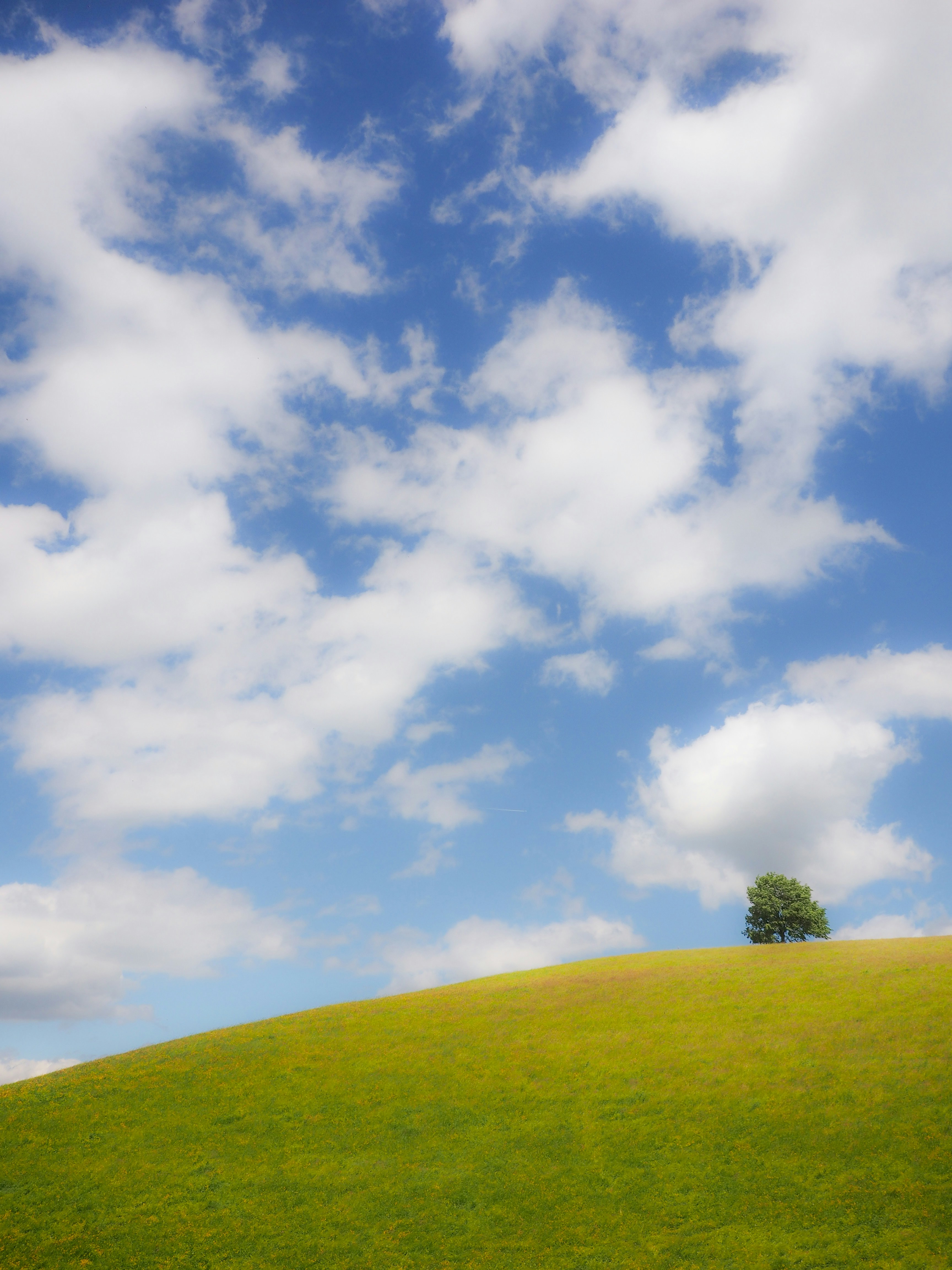  lone tree on a sunlit hill under a dramatic sky