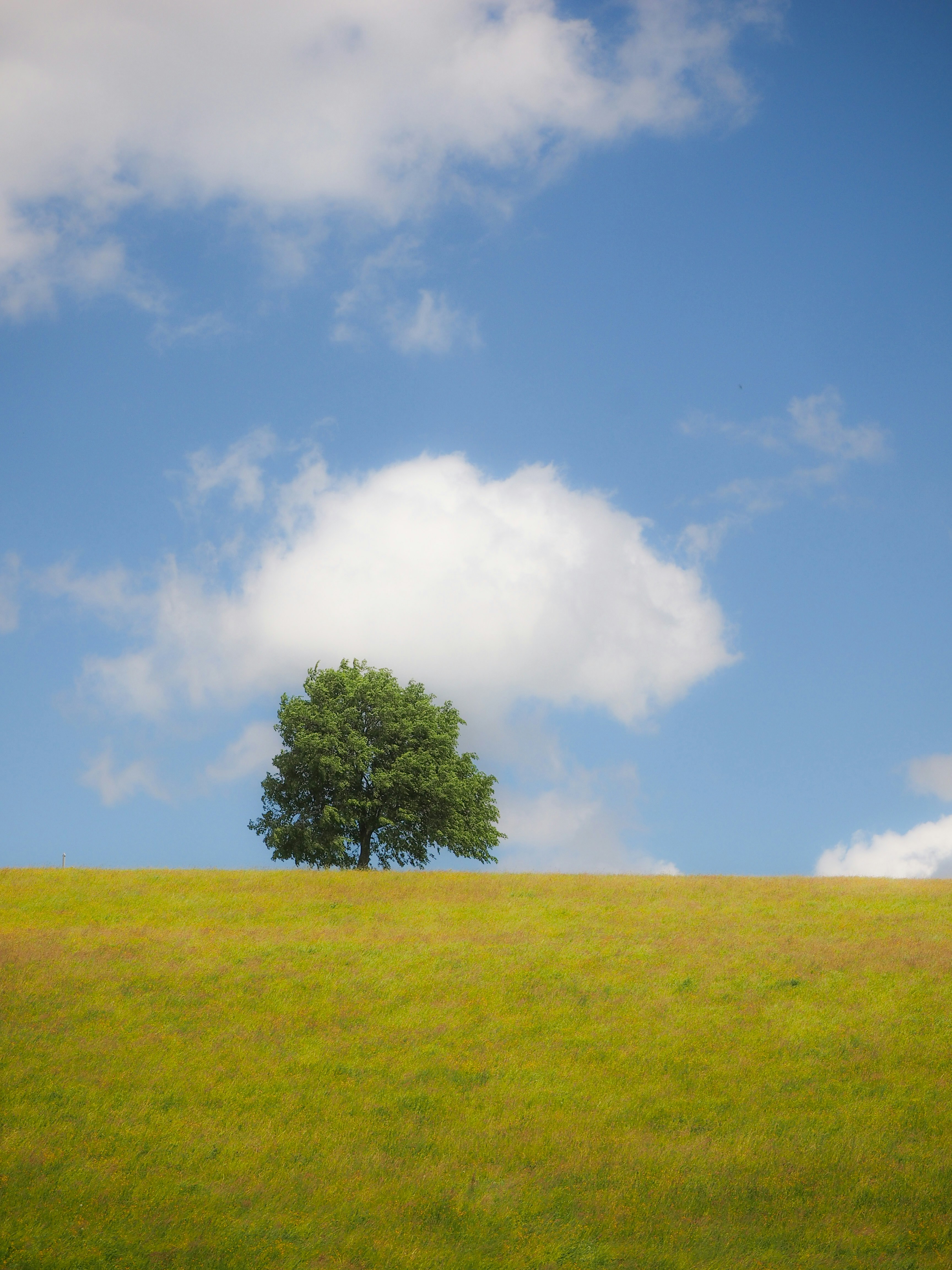 Lone Tree on a Gentle Hill Under a Wide Sky