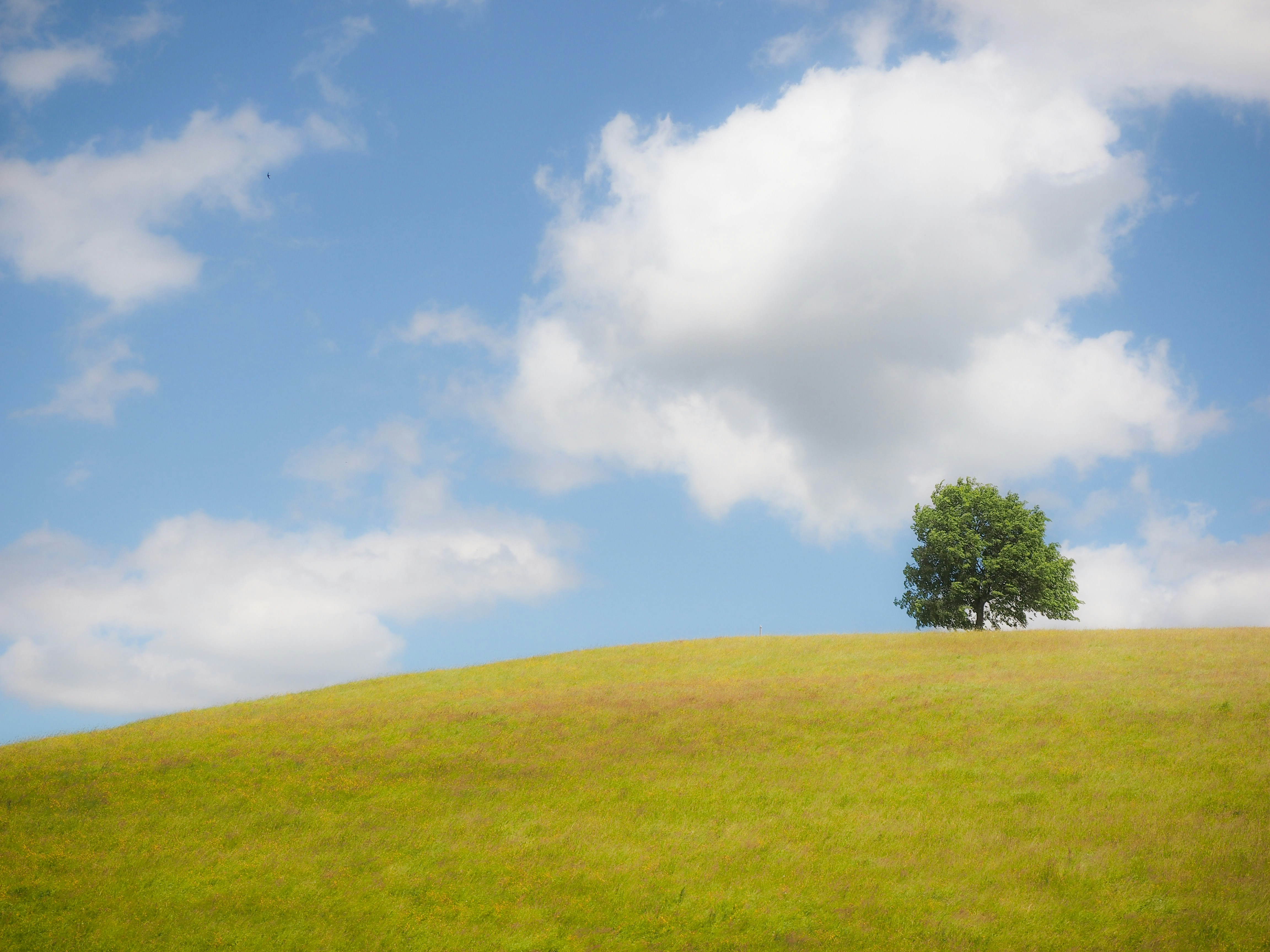 Solitary Tree on a Golden Crest