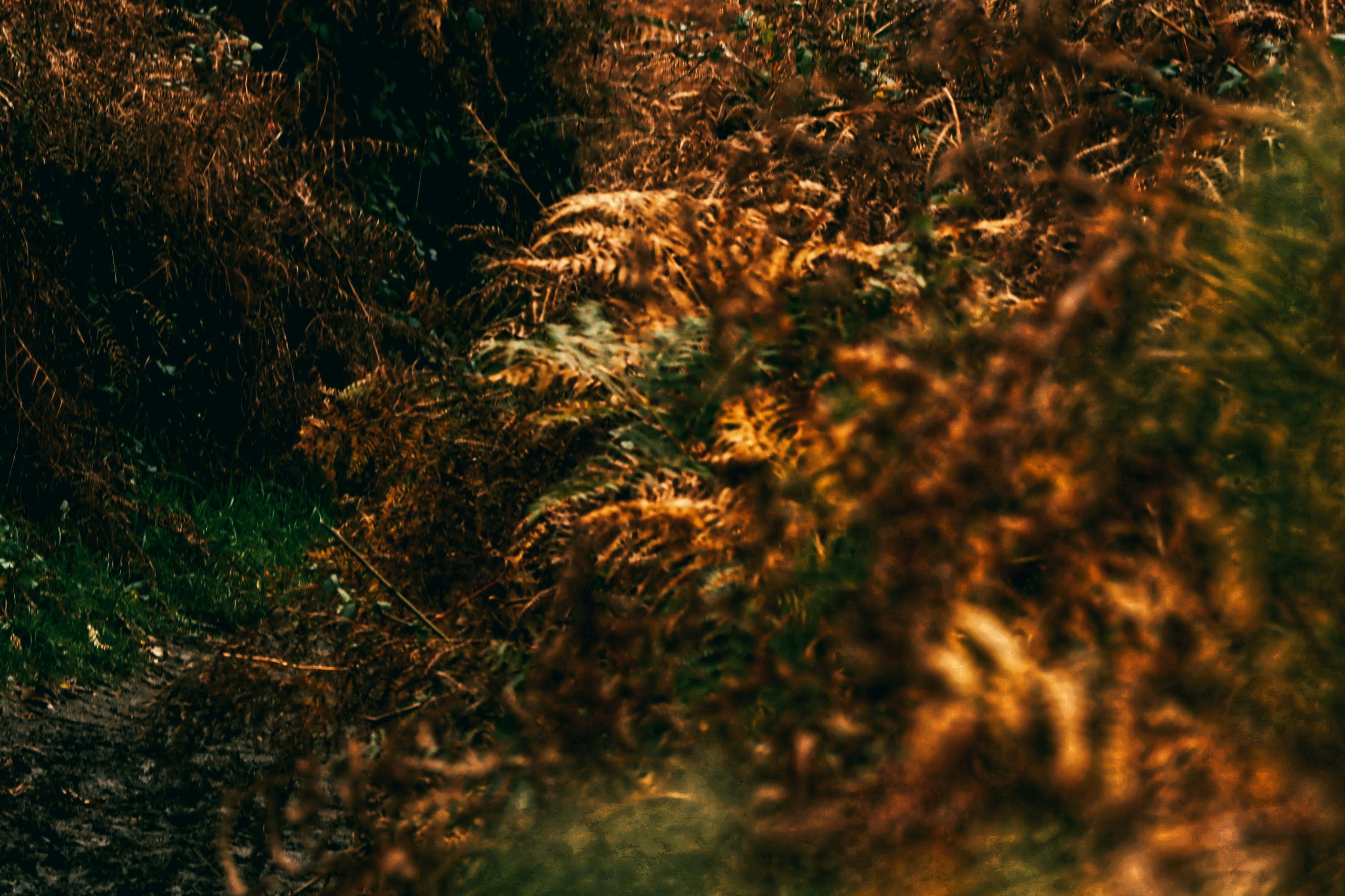 Golden Ferns in a Quiet Fern-Green Corridor