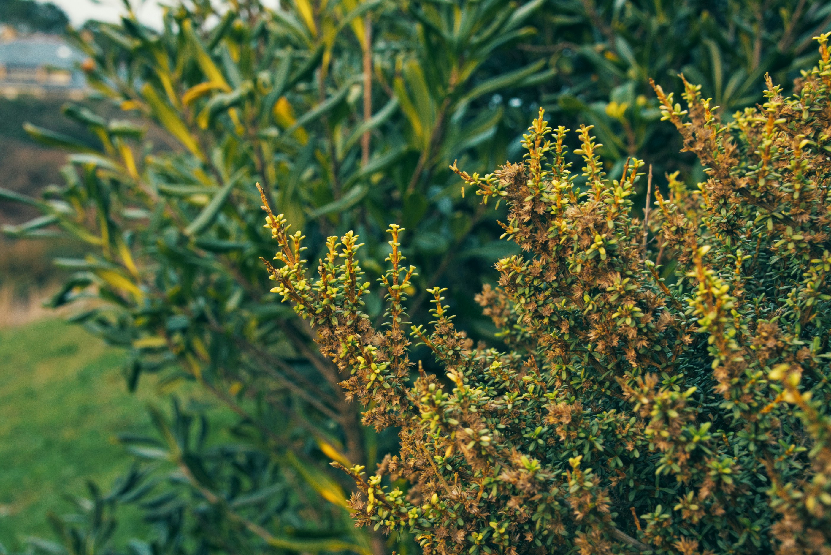 Sunlit shrub details in a defocused garden backdrop