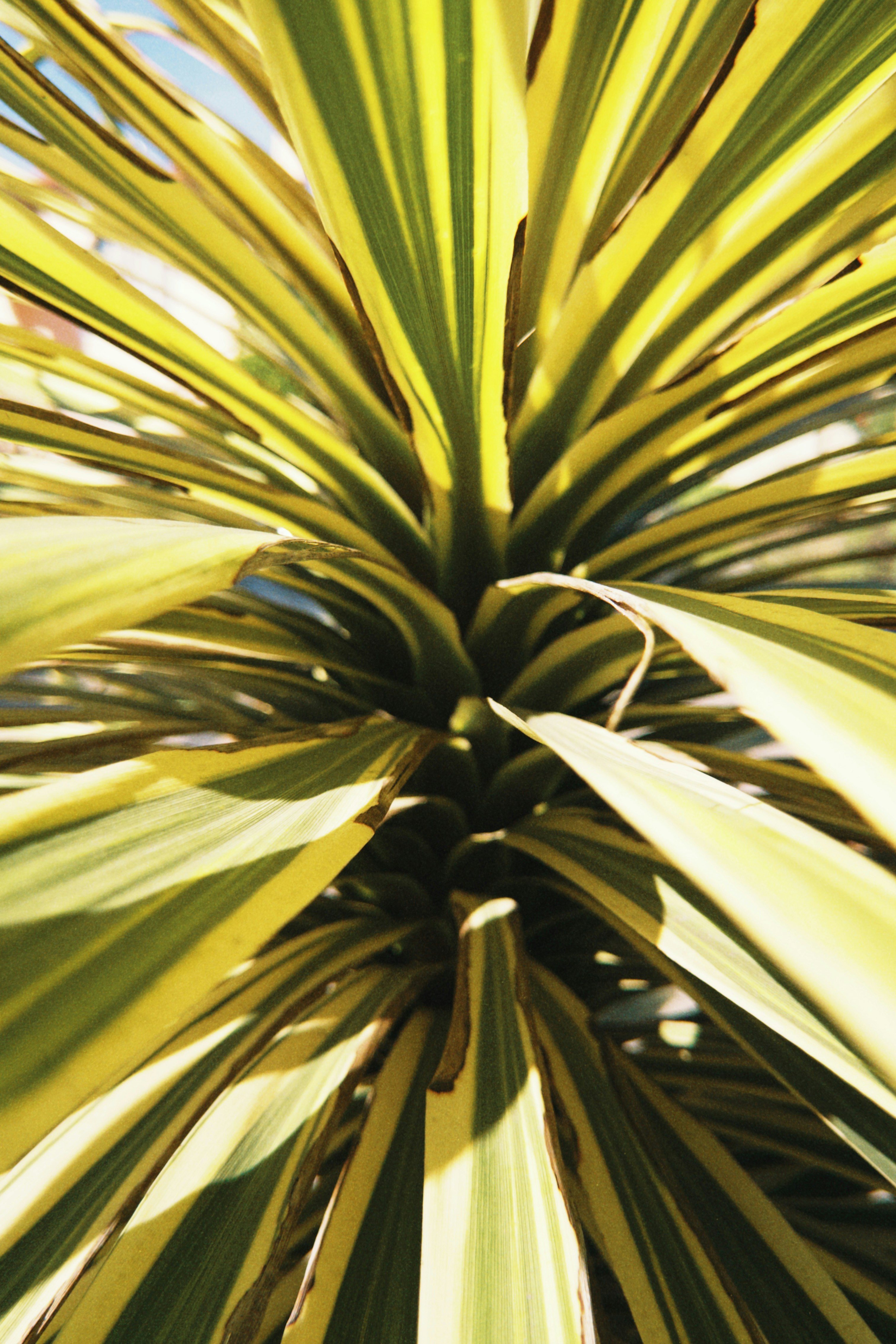 Sunlit Rosettes: a close-up of variegated foliage radiating from the center