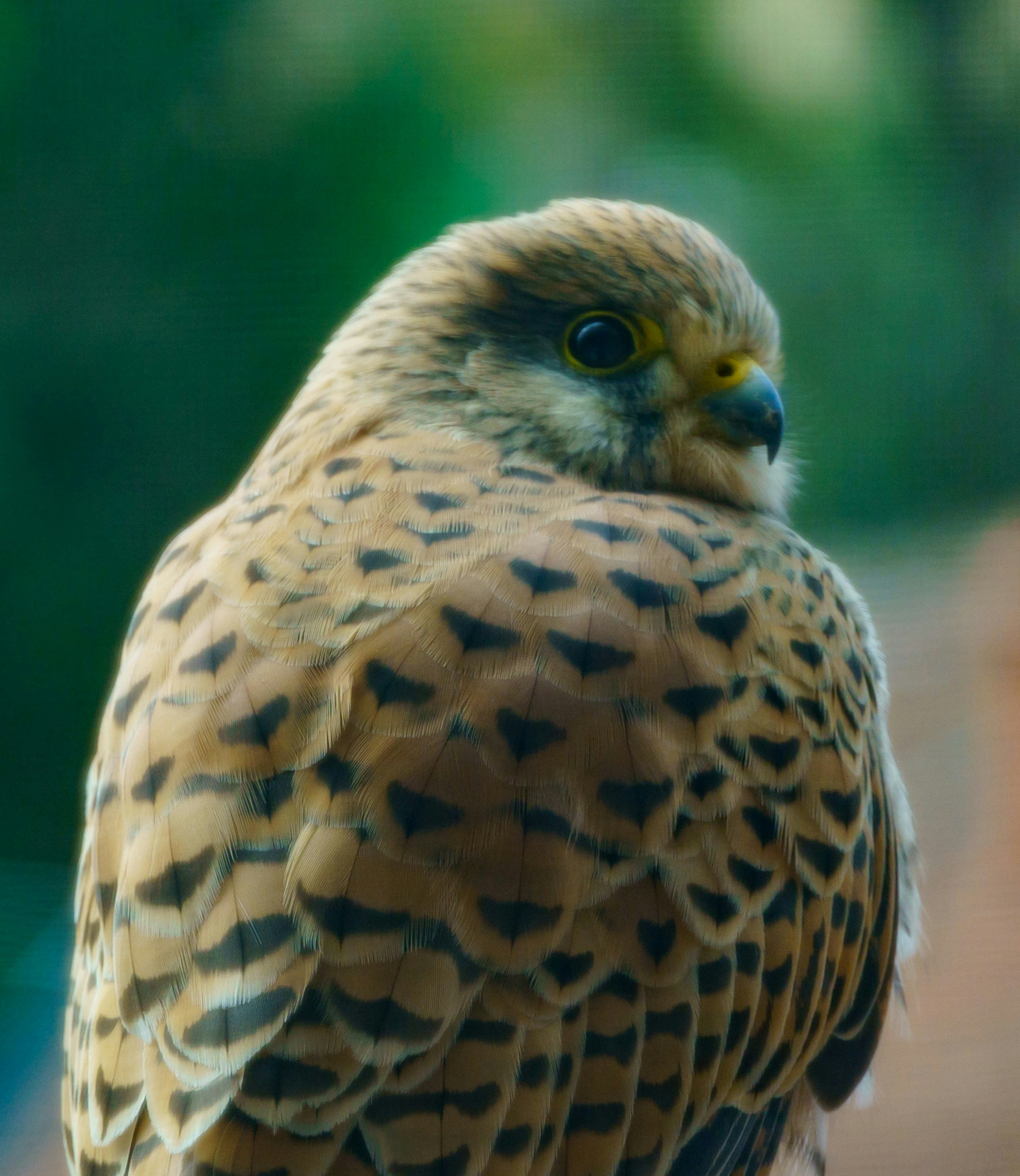 Close-up of a Focused Kestrel: Feather Pattern and Portrait Gaze
