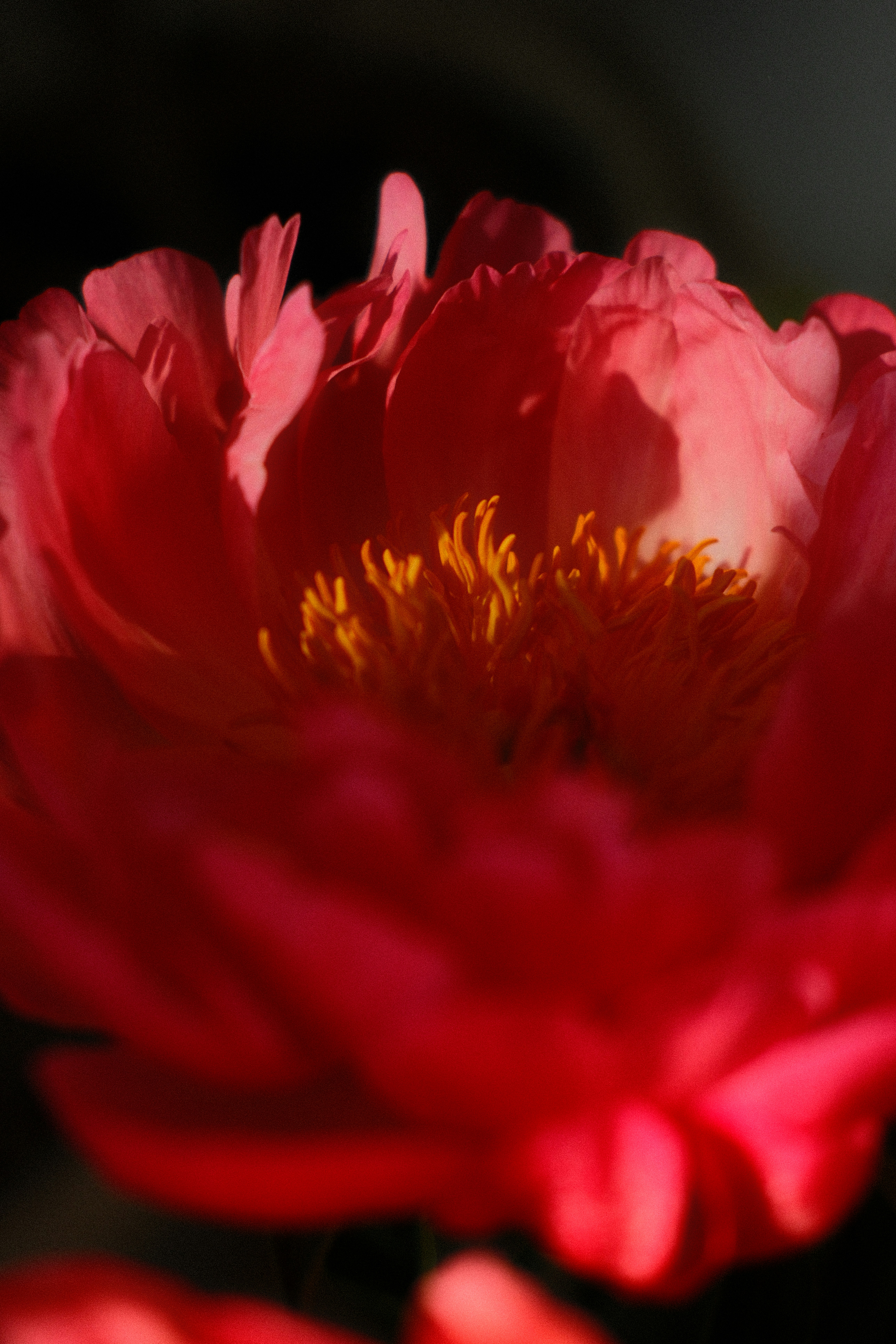 Close-Up Bloom: Crimson Petals Framing a Golden Heart
