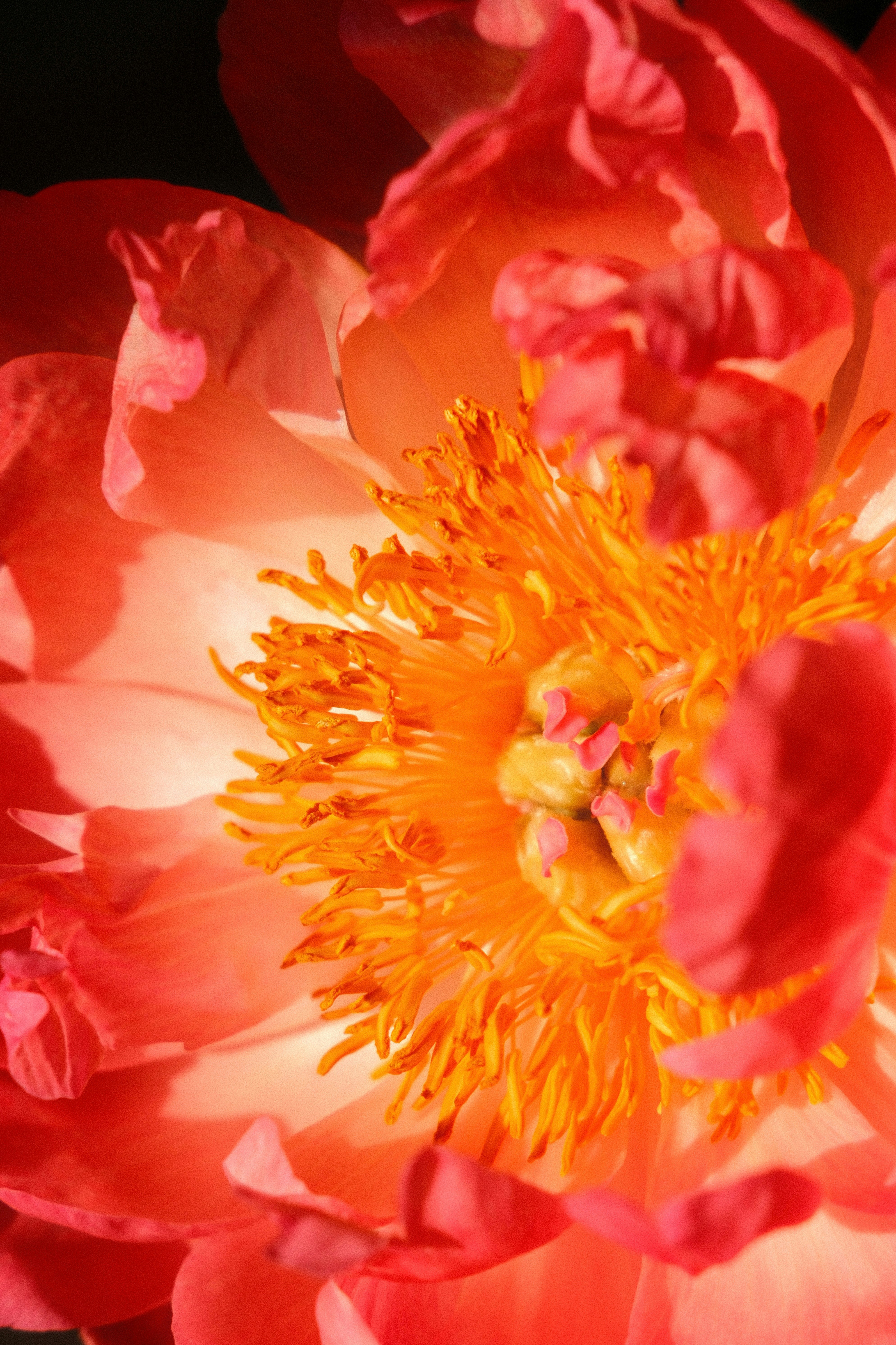 Close-up of a vibrant coral peony flower photo – Free Spring Image on ...
