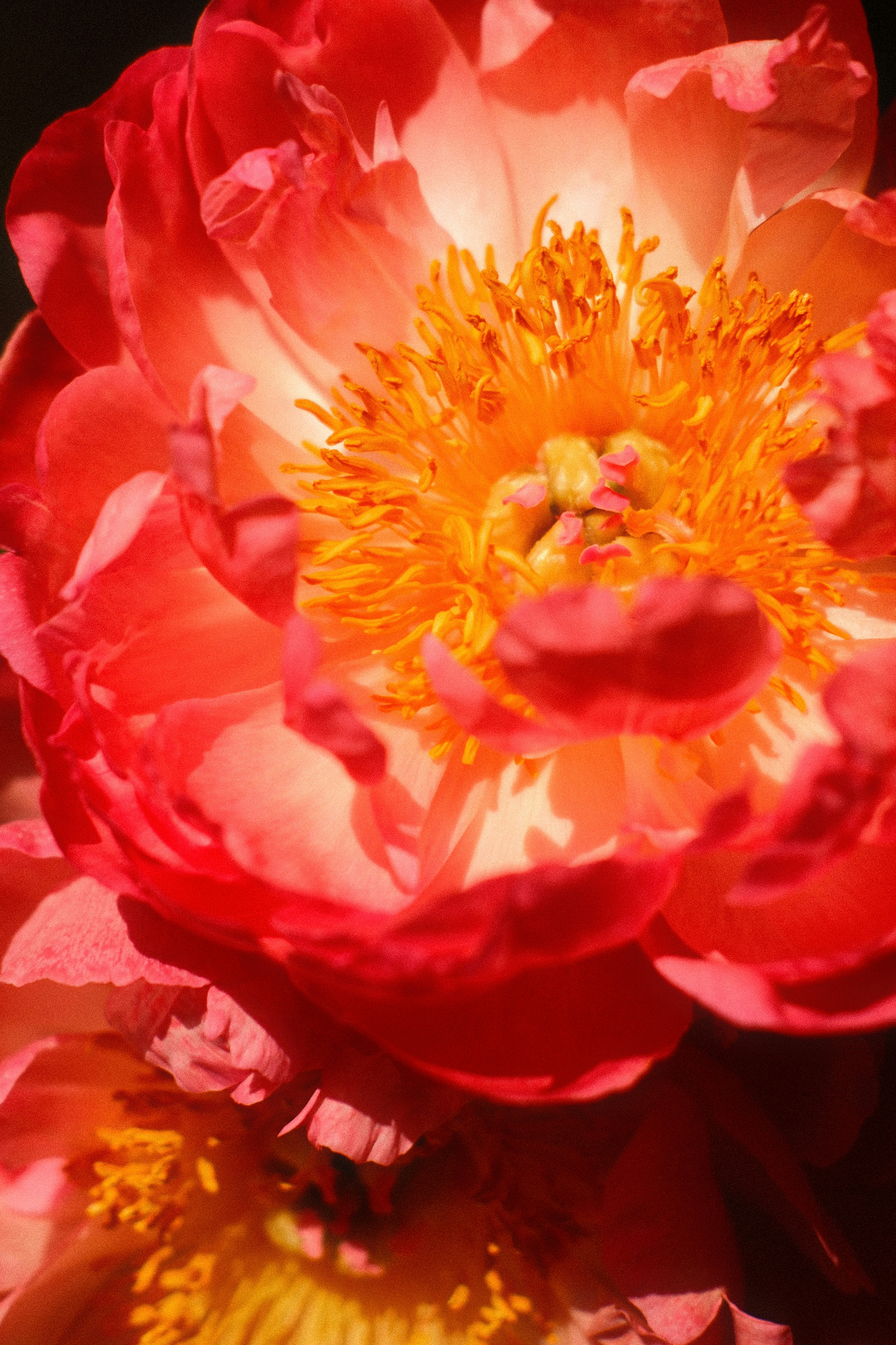 Crimson Bloom: The Fiery Heart of a Peony in Full Glow