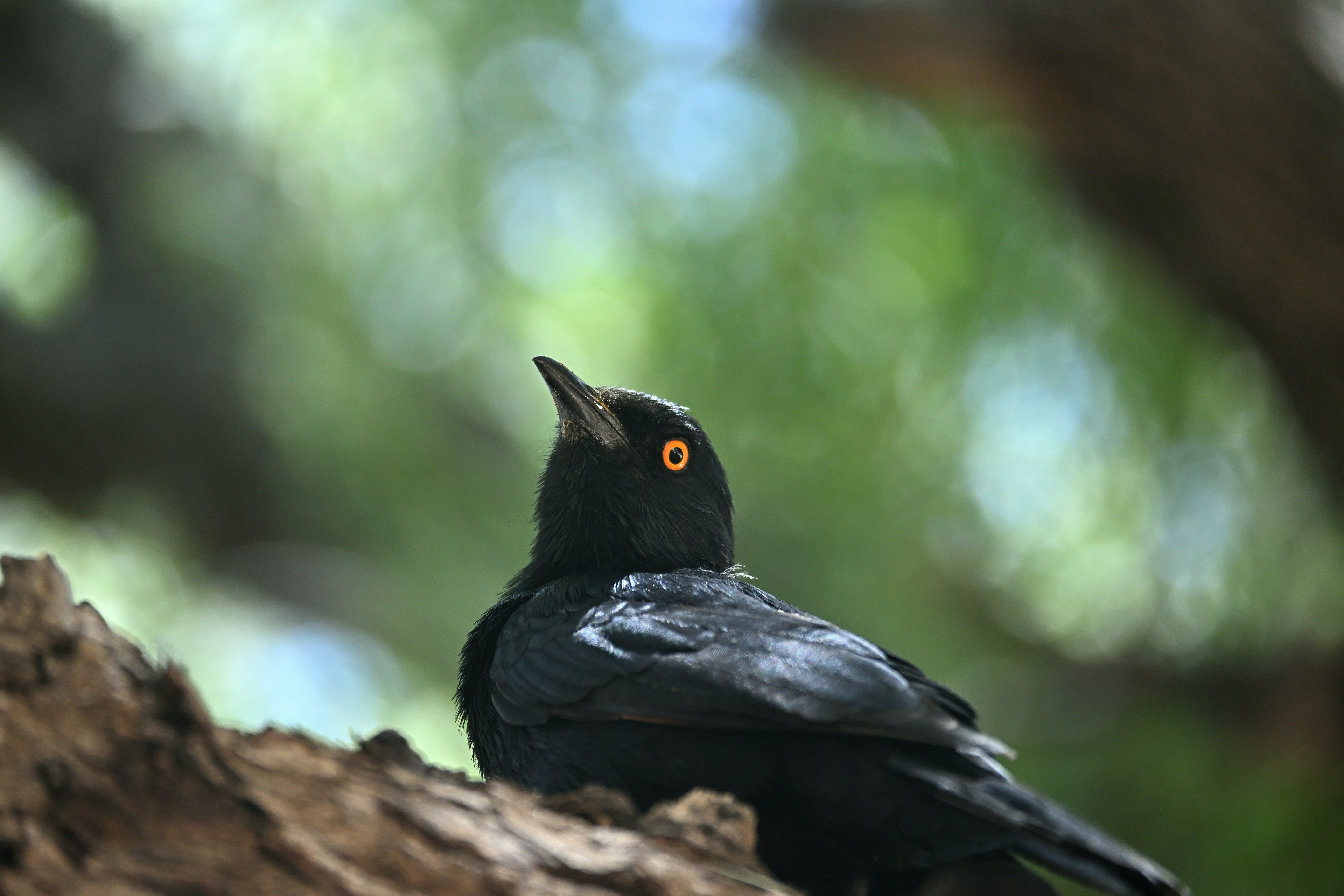 Hawk of the Hollow: A Blackbird with Alert Orange Eye in Dappled Light