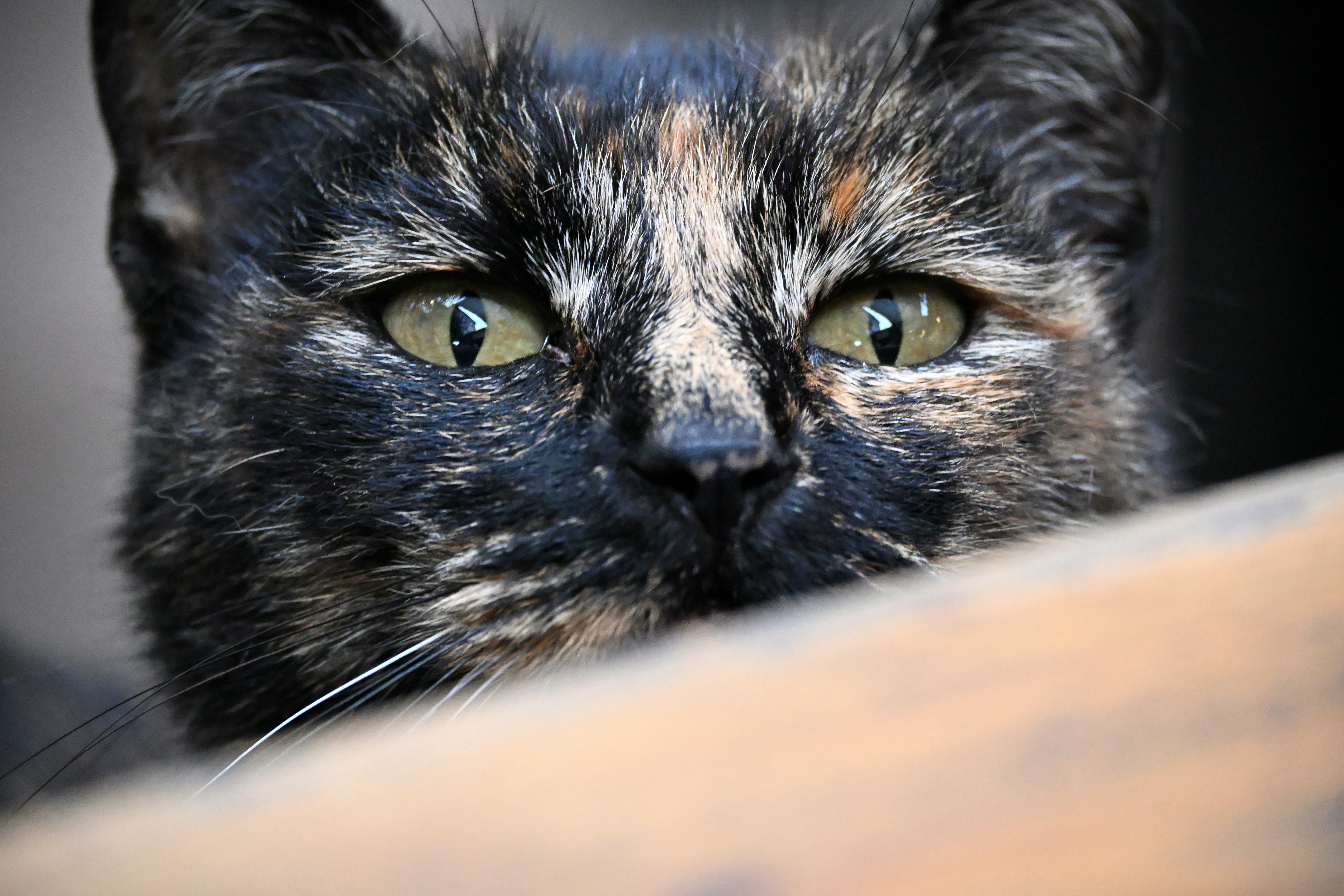 Close-up of a curious cat peering over a wooden foreground