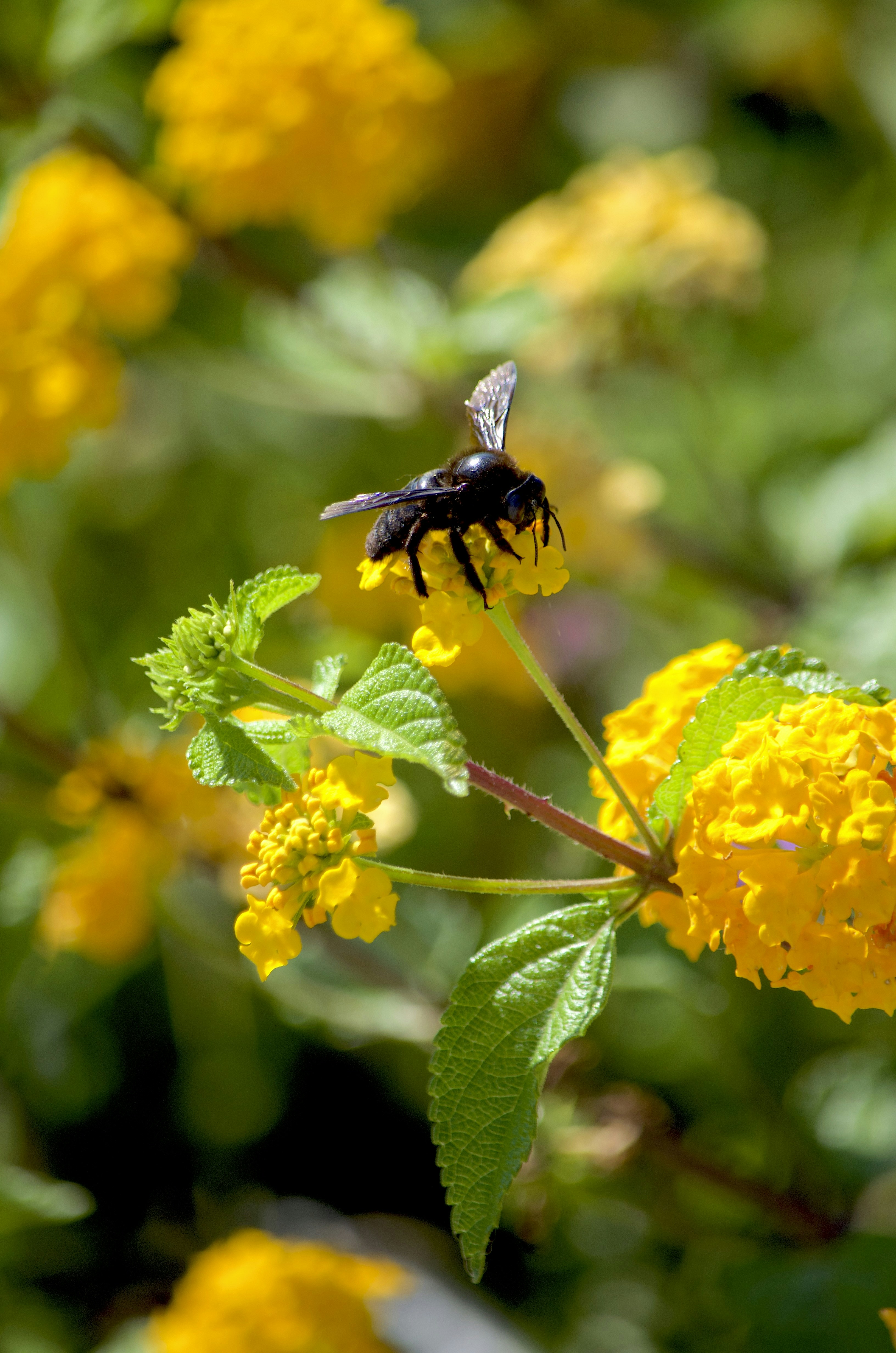 Hovering Black Hornet on a Burst of Yellow Blooms