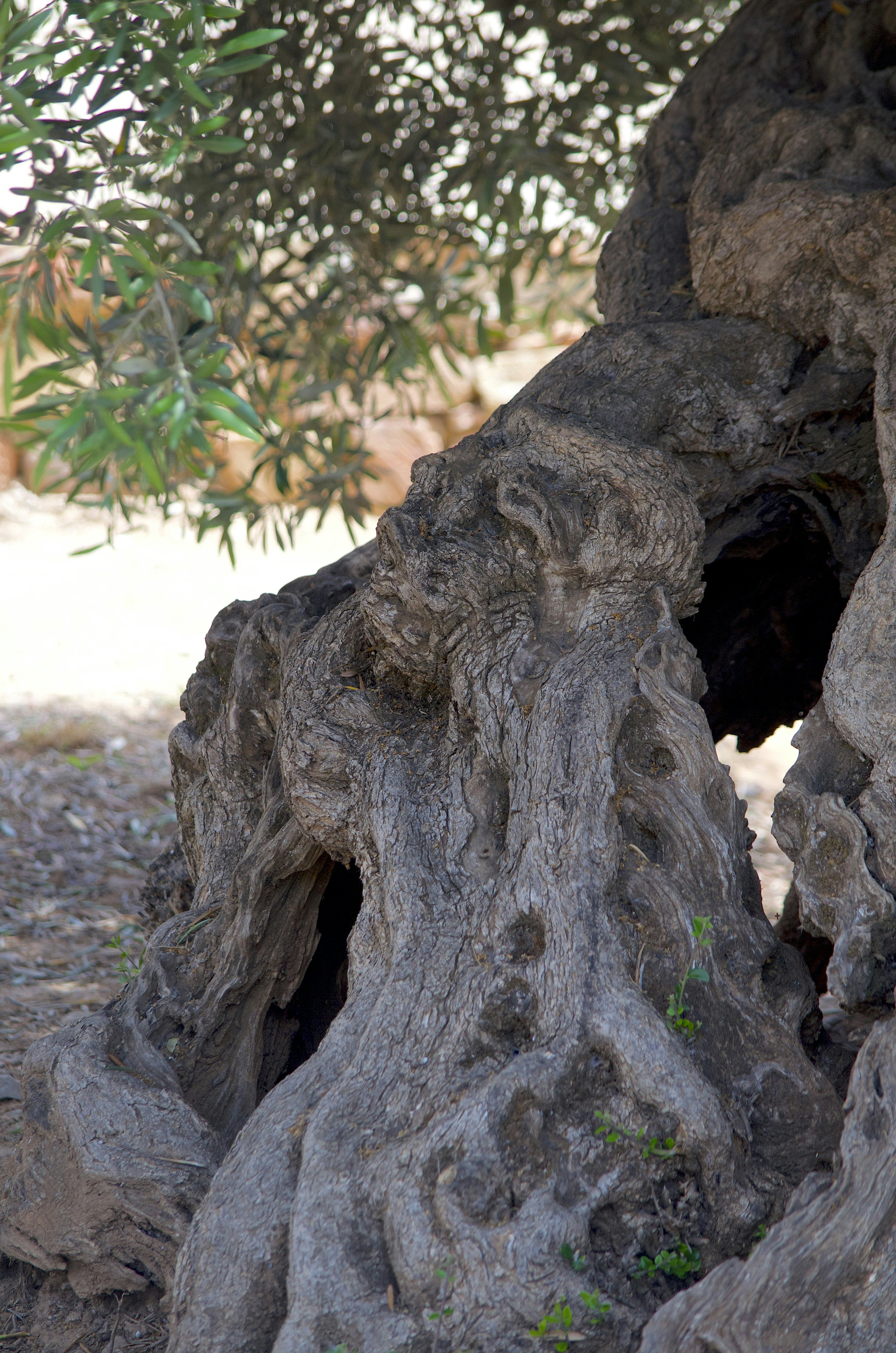 Ancient Gnarled Sentinel: A Weathered Tree Vein Carved by Time