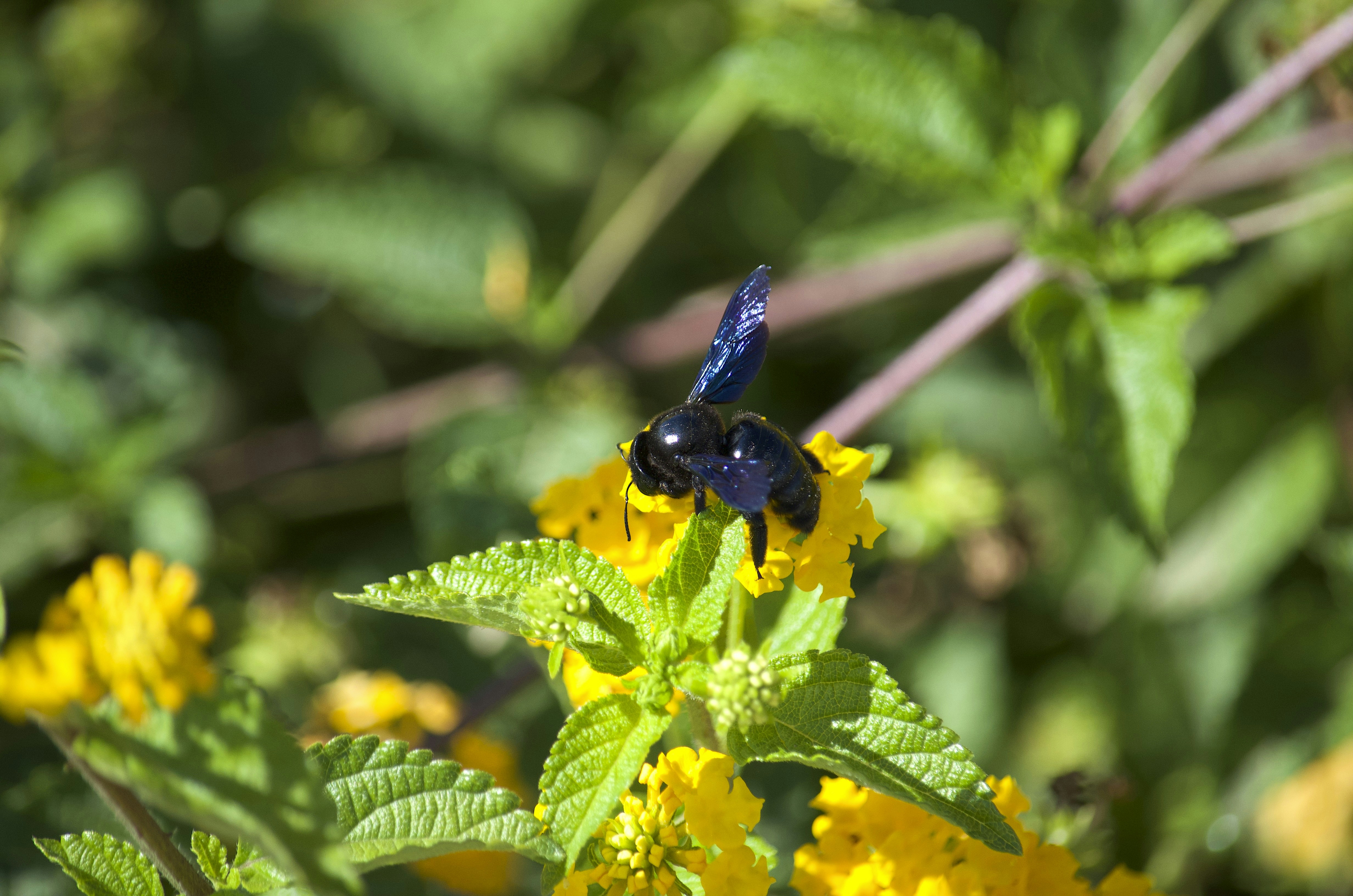 Blue-tailed Bee on Bright Yellow Bloom