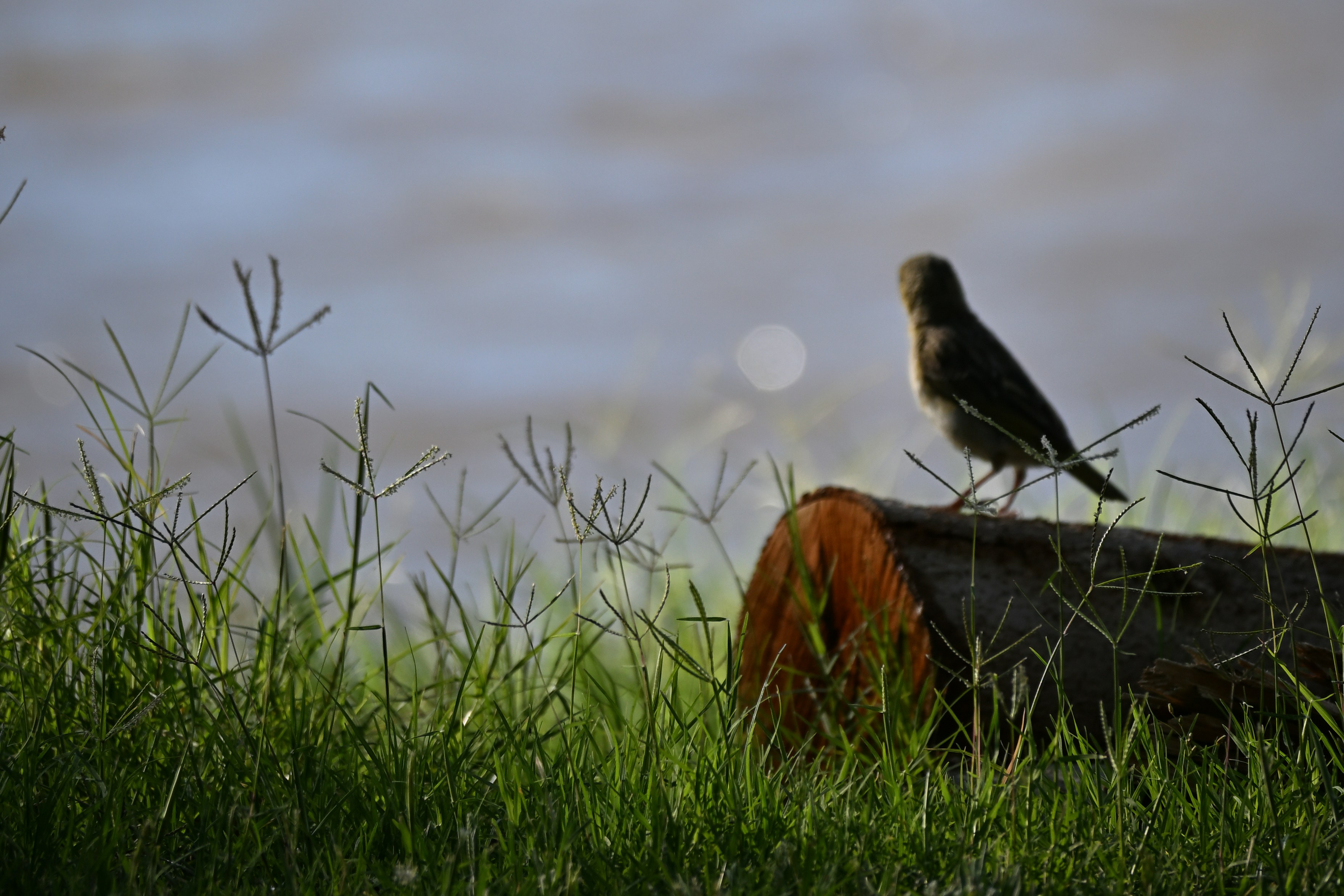 Silhouette on the Log: A Quiet Perch by the Meadow