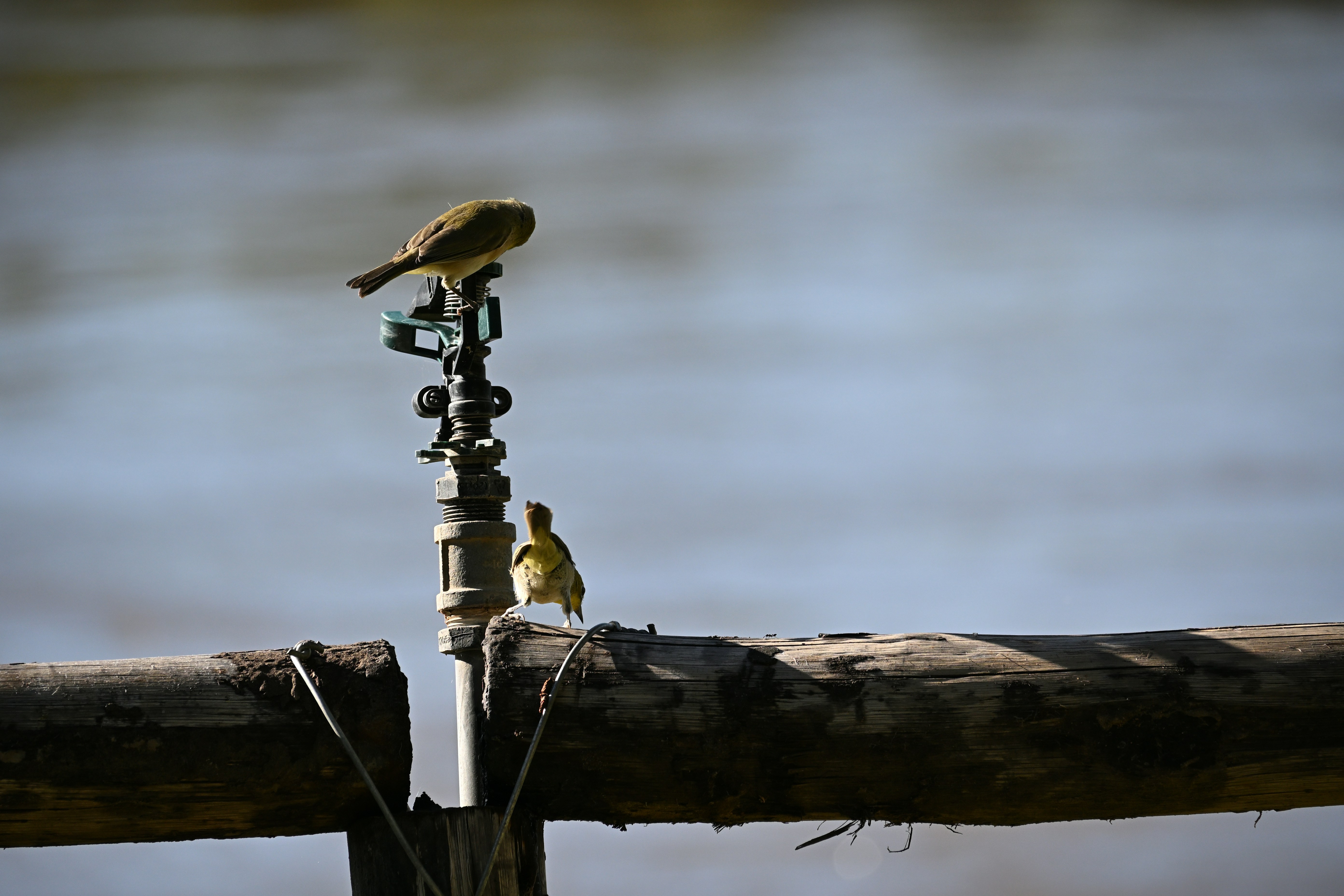 Hovering On The Perch: A Peregrine of the River Log