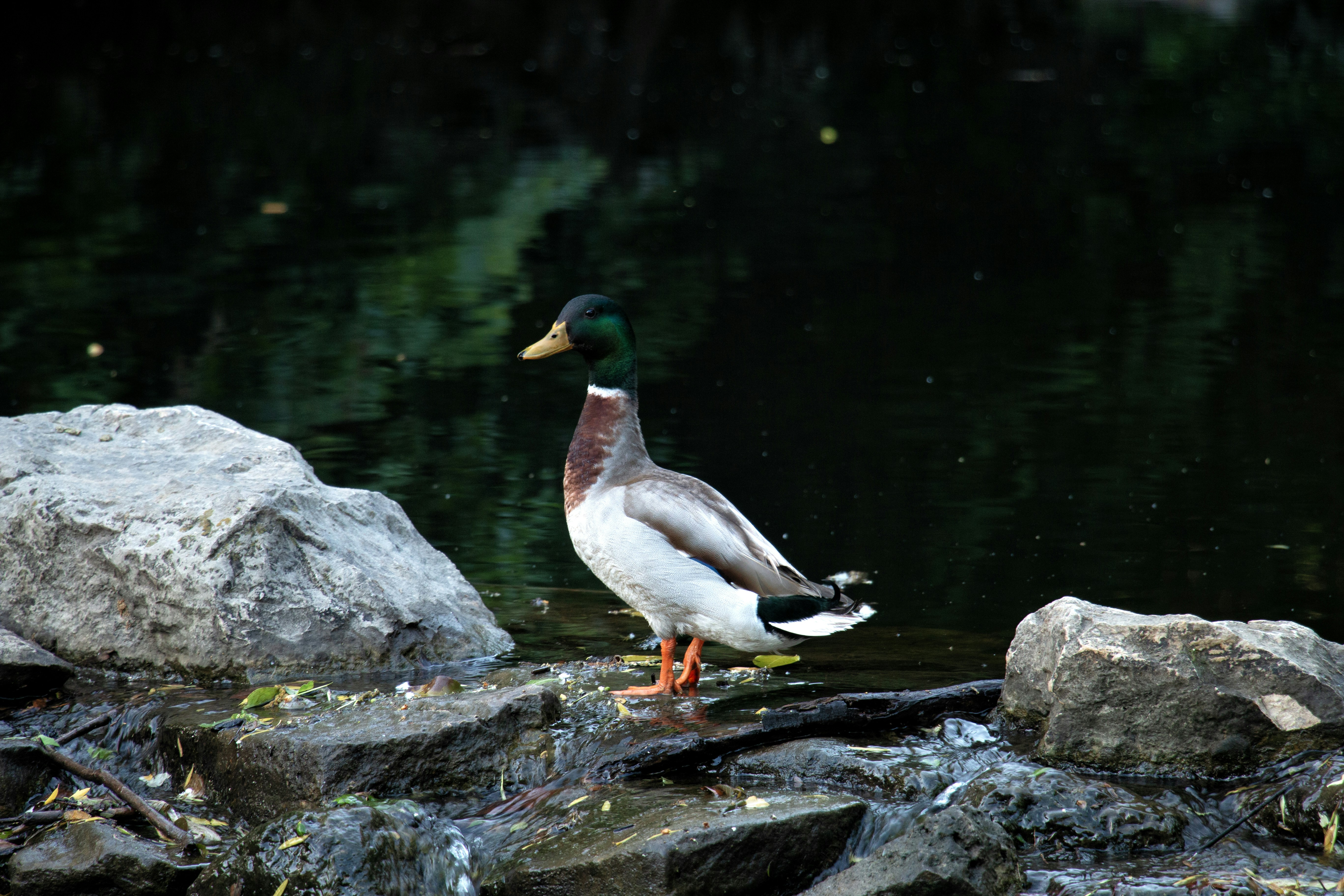 Emerald-eyed Wanderer on a Shattered Riverbank