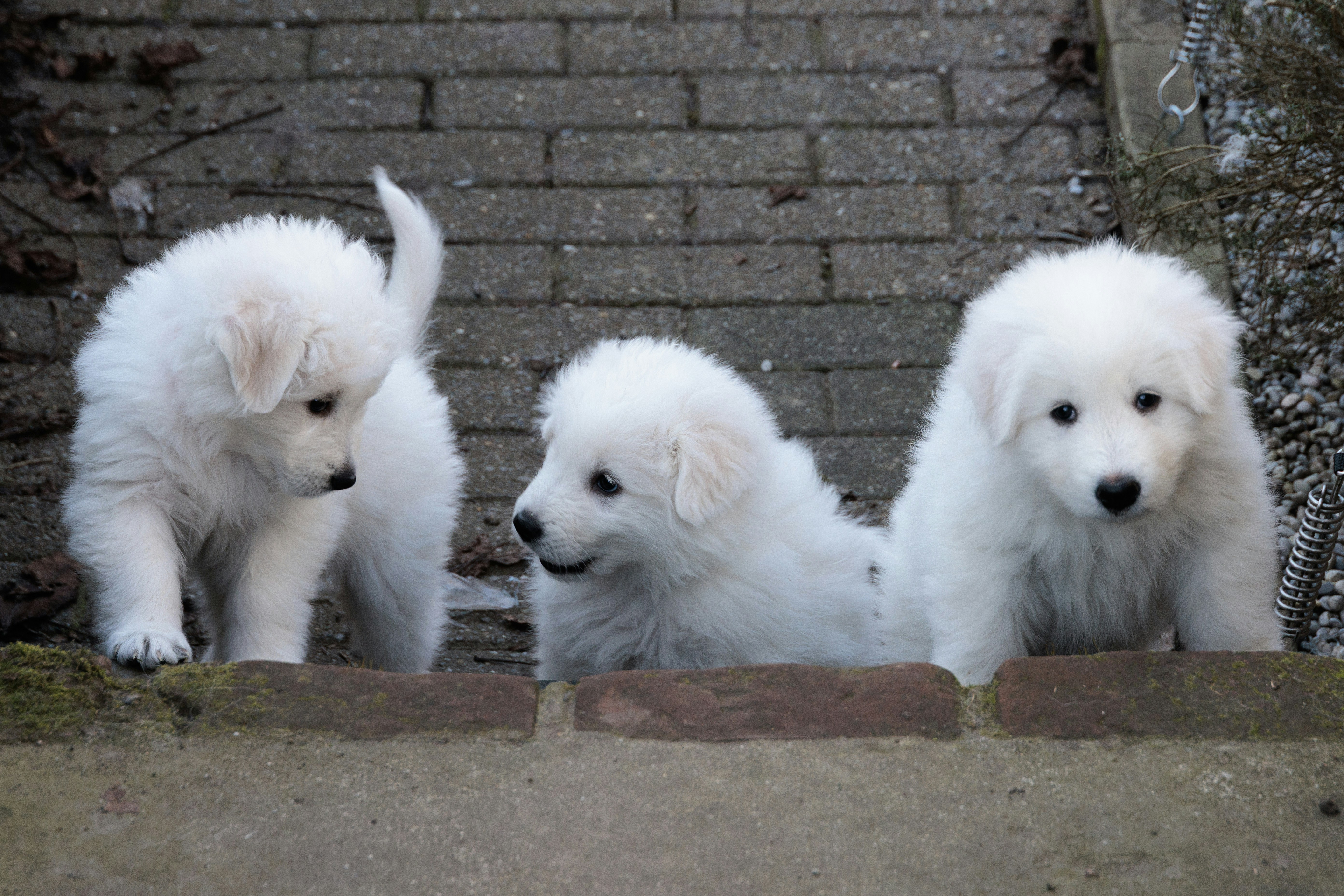 Three fluffy white puppies peer over a stone border on a paved path, each face lit softly. A subtle, natural scene featuring a small group of curious dogs.