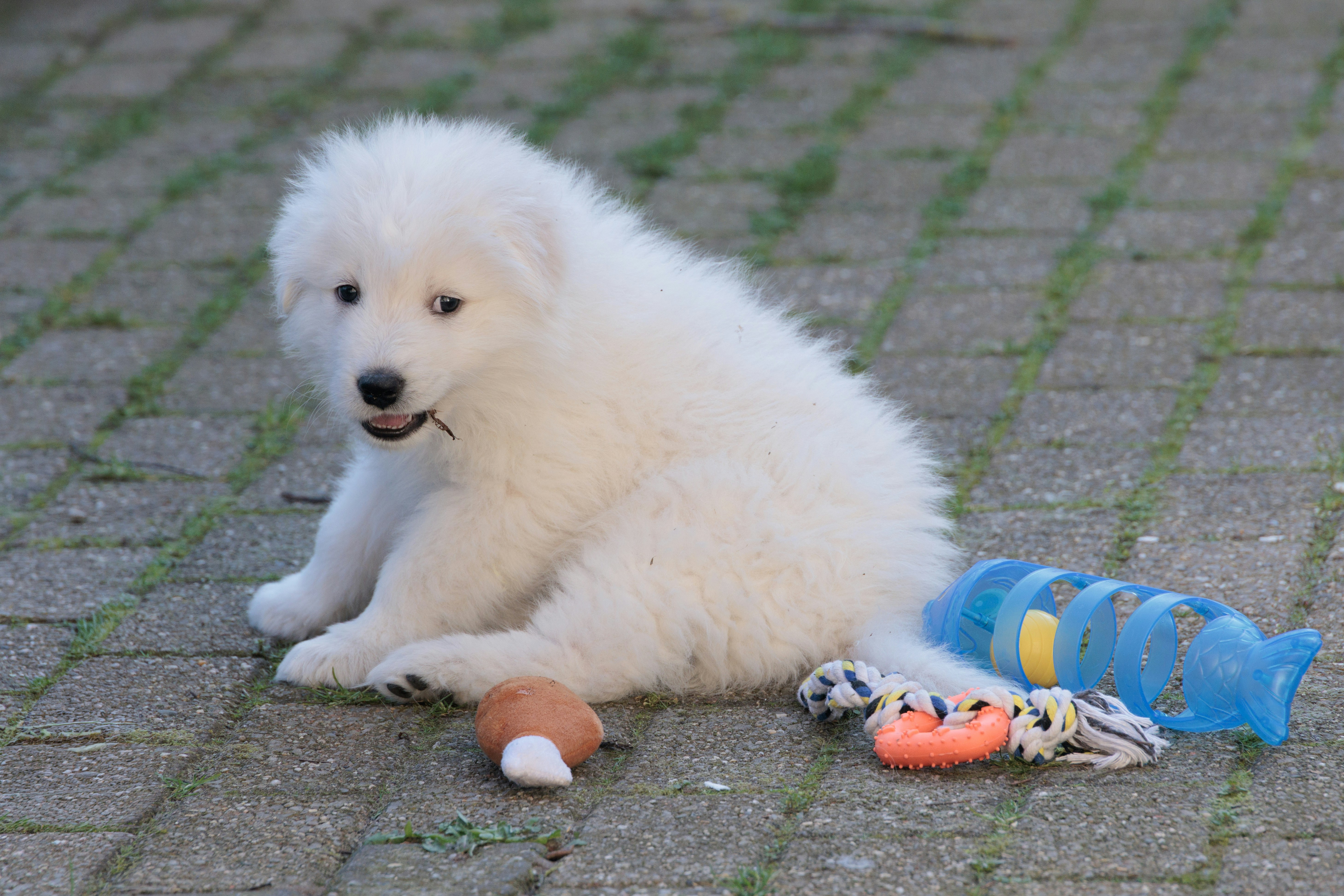 Golden-White Pup Lounges with Toys in Sunlit Courtyard