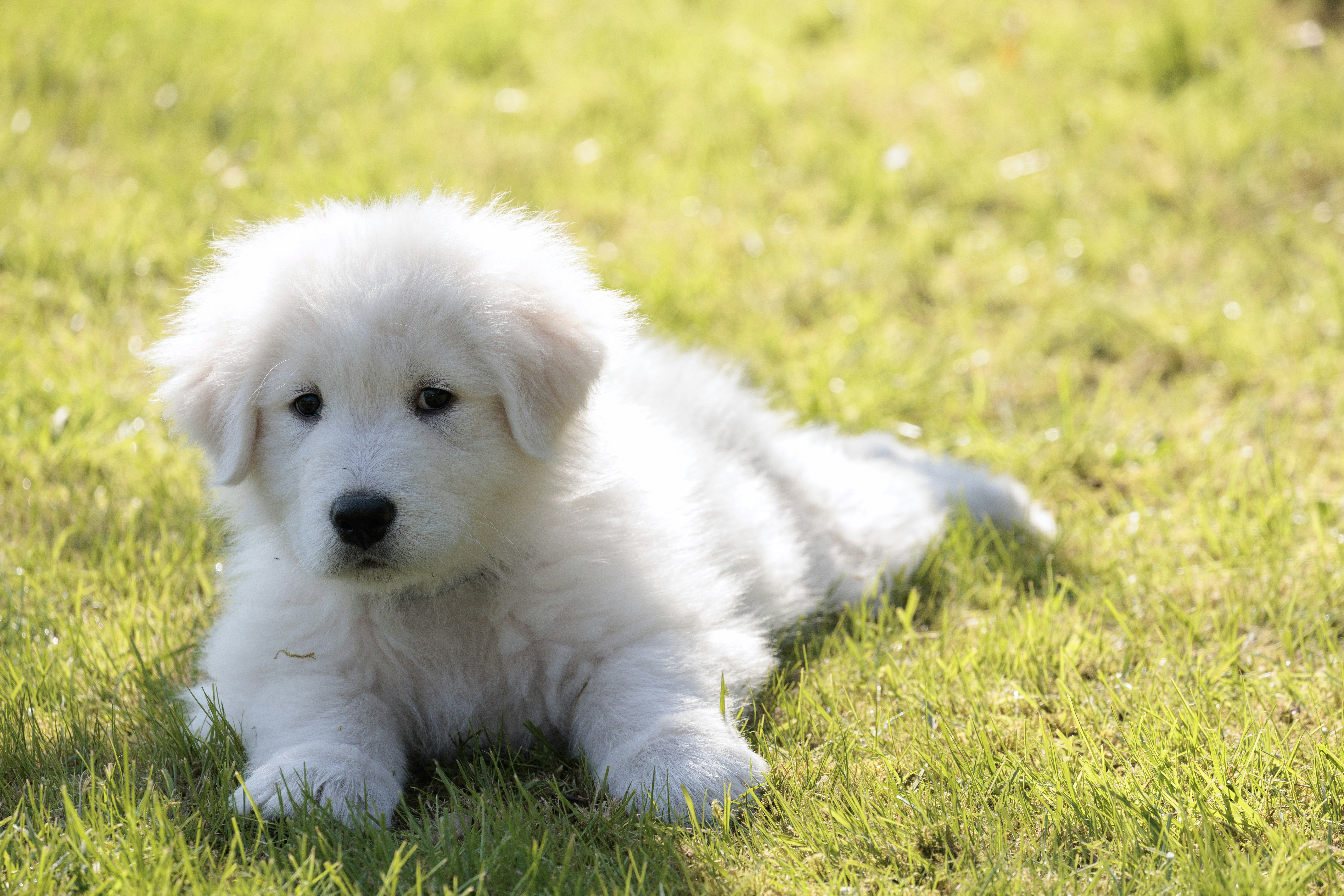 Lawnbound Cub: A Creamy Hearth of Fur on Sunlit Grass