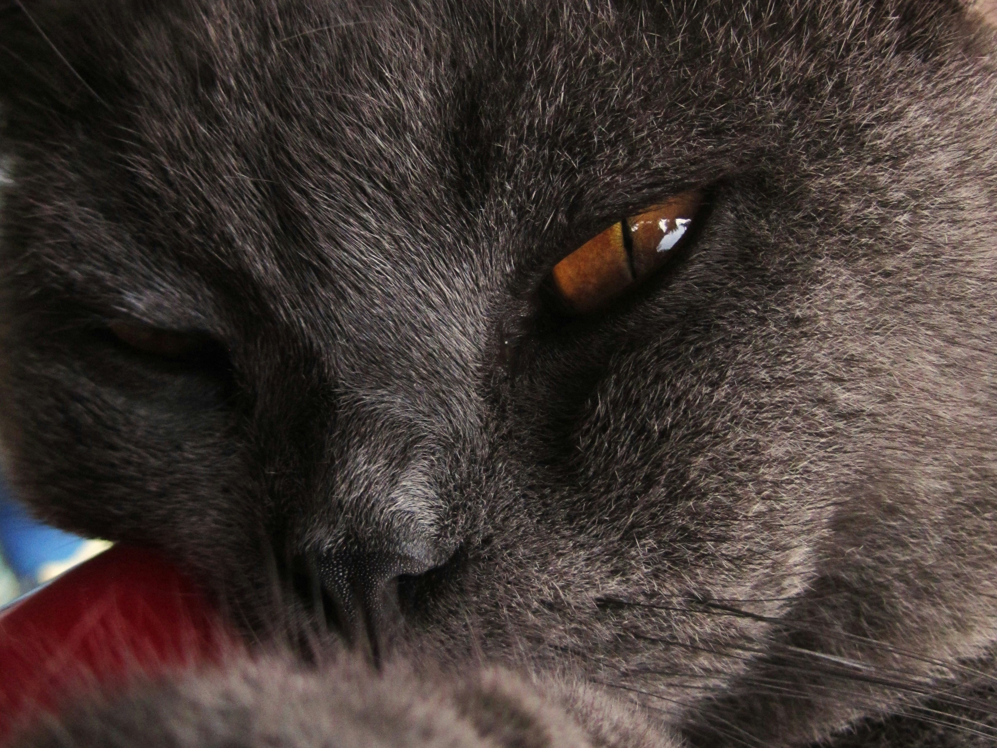 Close-up of a Velvet Black Cat: Quiet Gaze and Textured Fur
