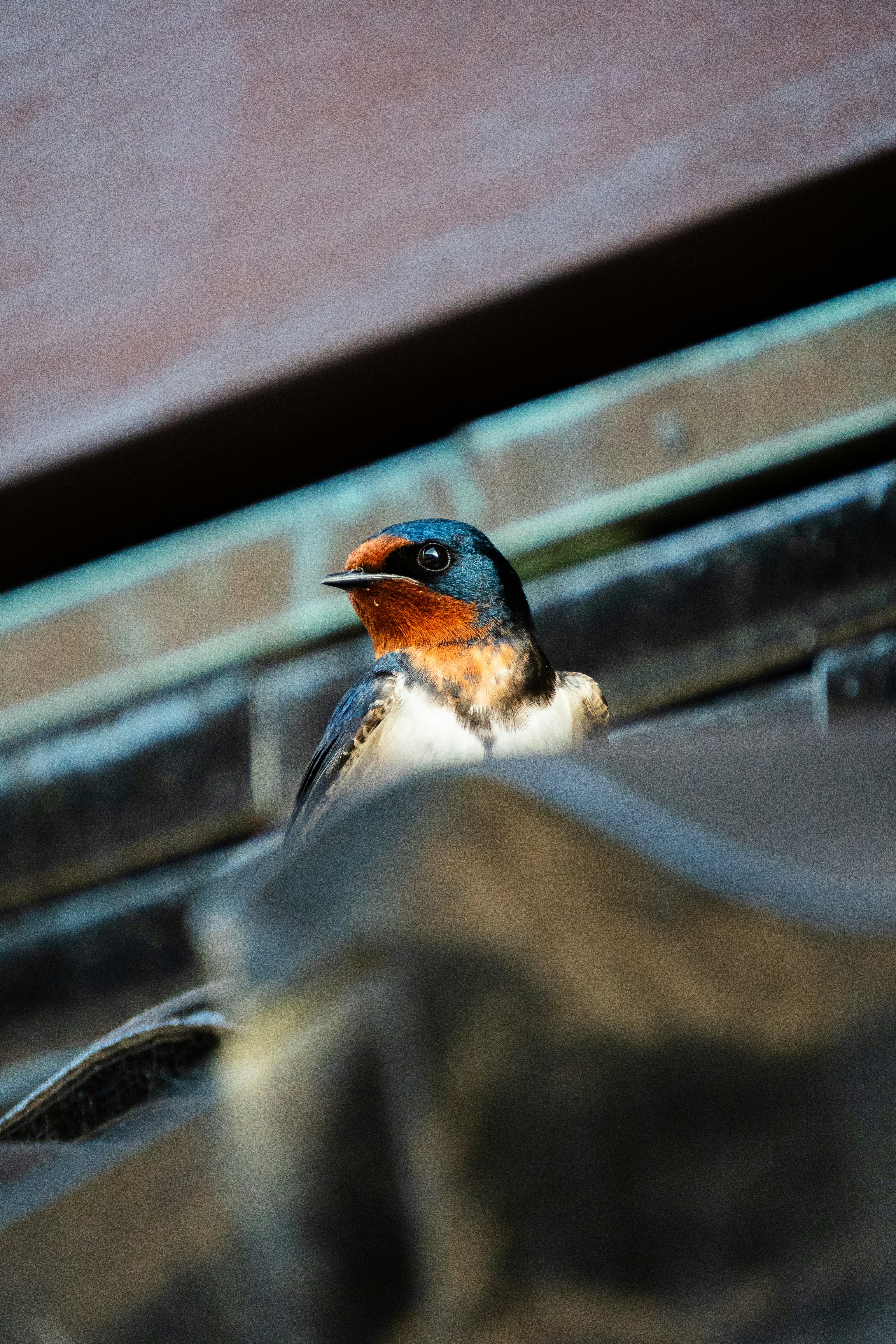Robin Amid Rust and Railings