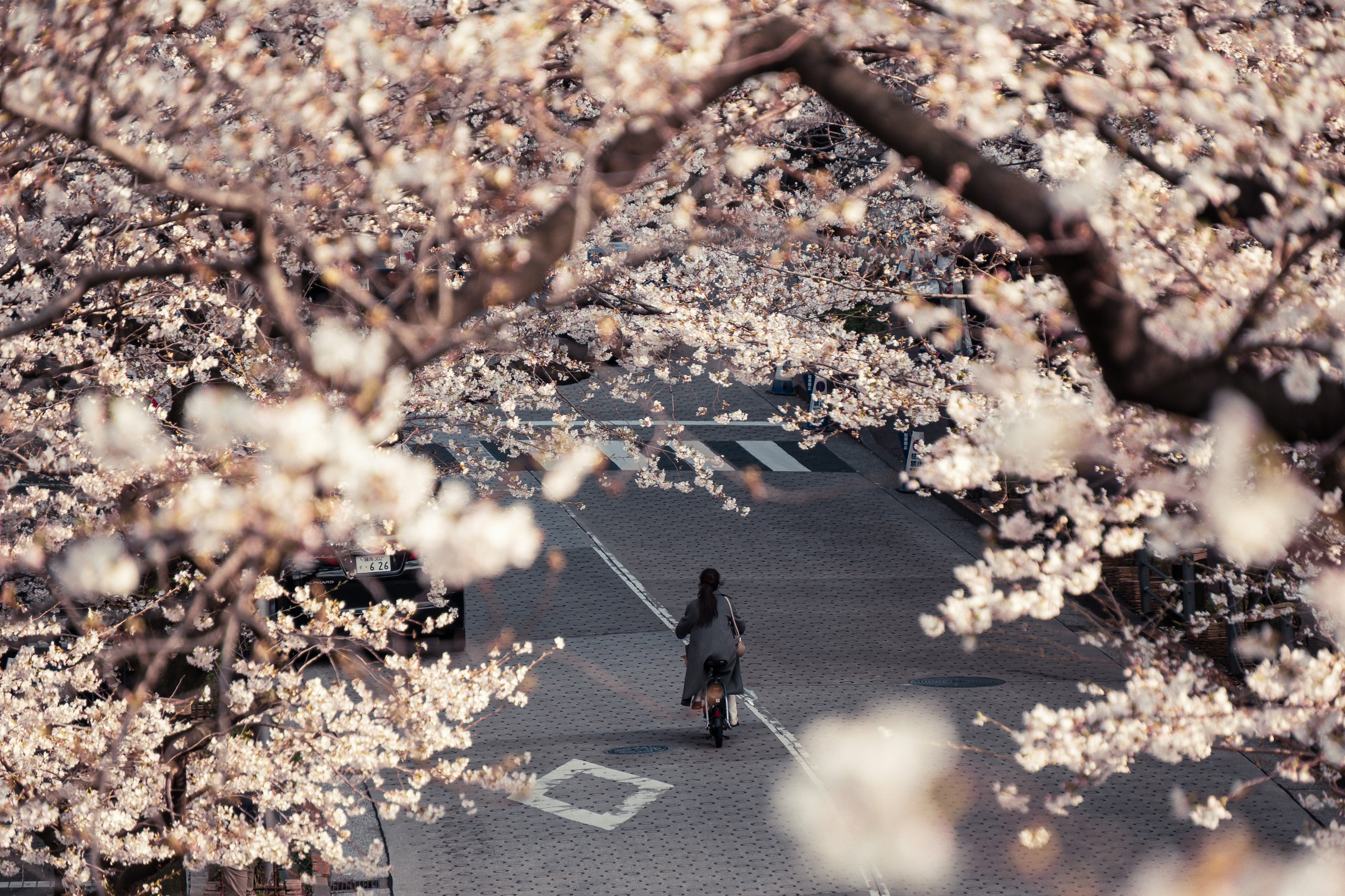 Cherry-arched Path: A lone cyclist under blooming branches