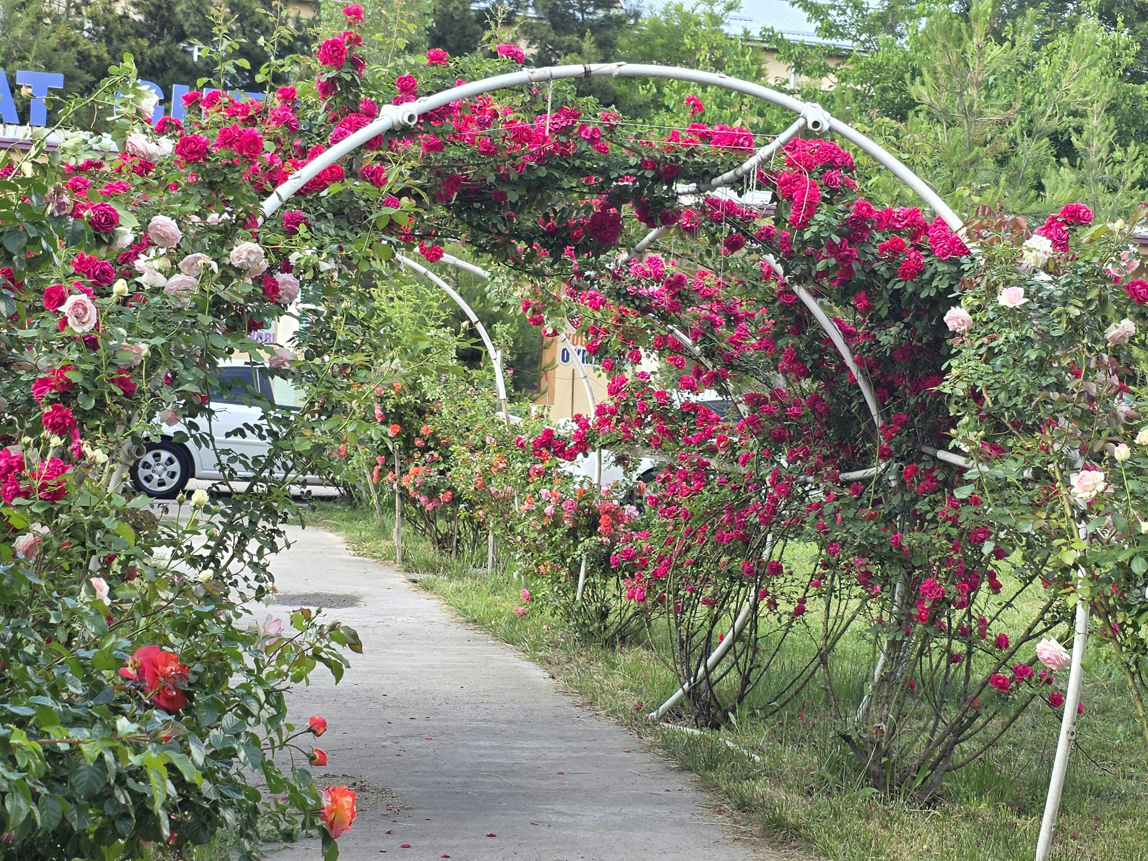 Rosed arches: pink bloom corridor under white garden hoops