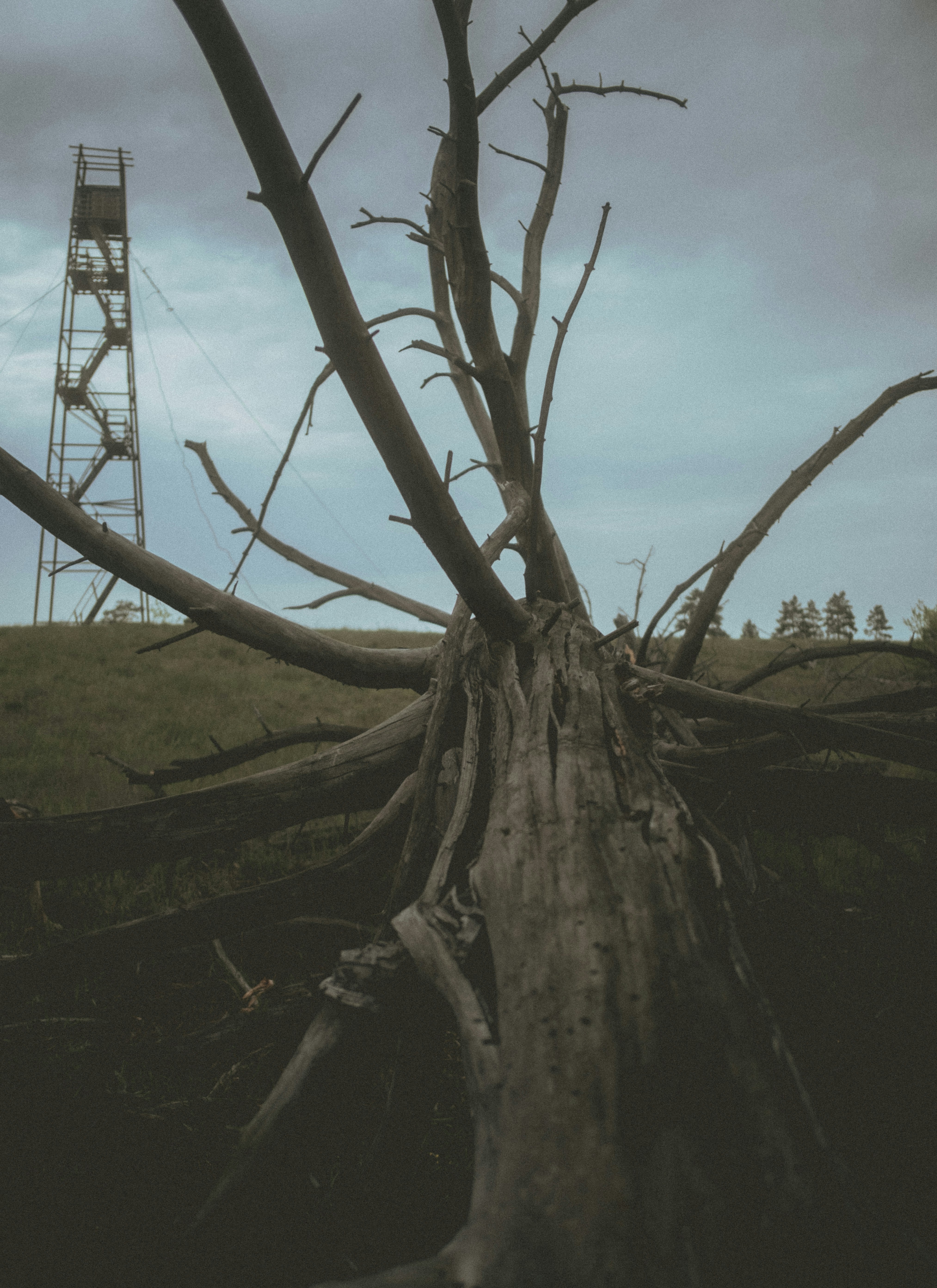 Resilient Roots: A Fallen Giant Reaching Toward the Sky
