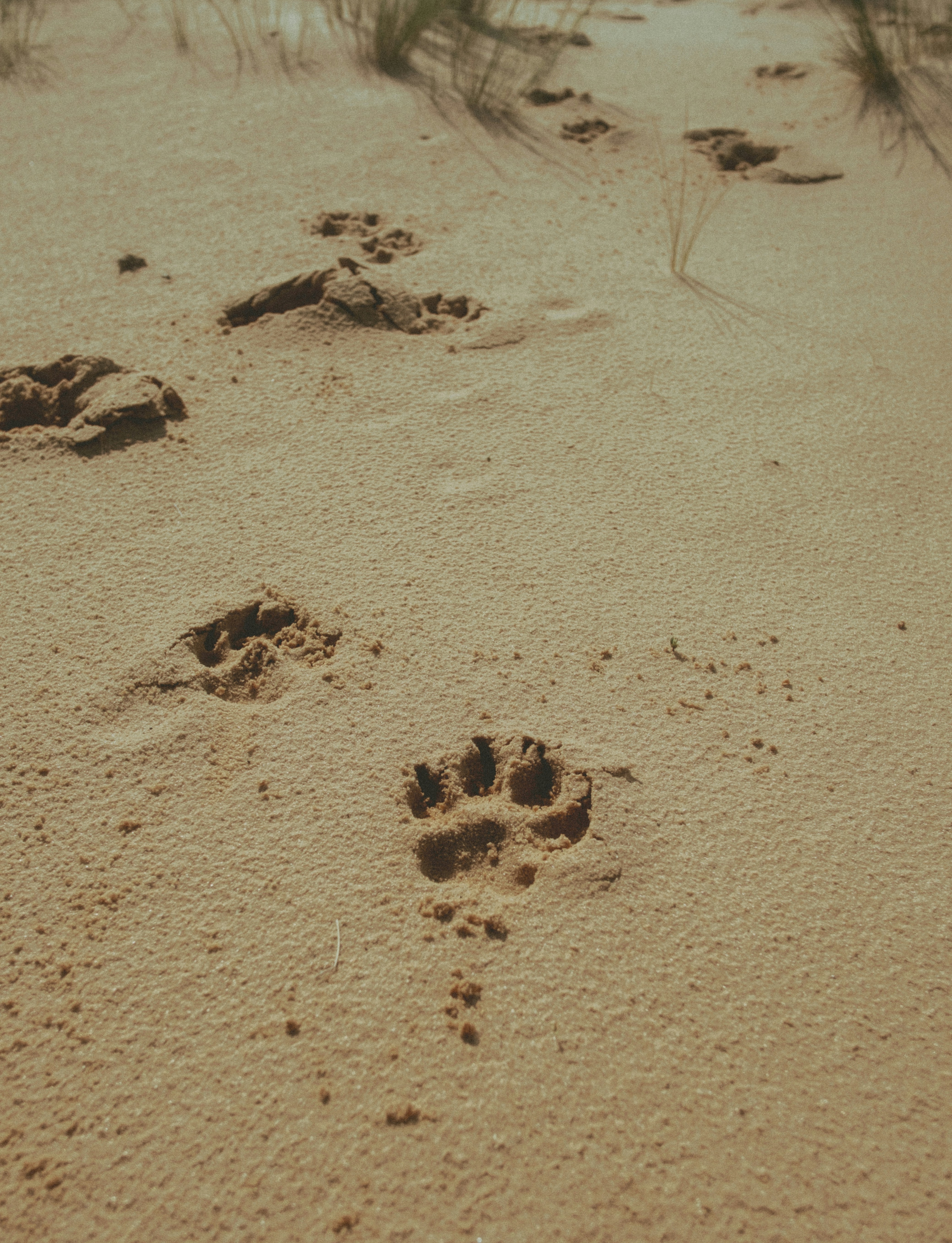 Footprints to the Horizon: A Quiet Track in Sand