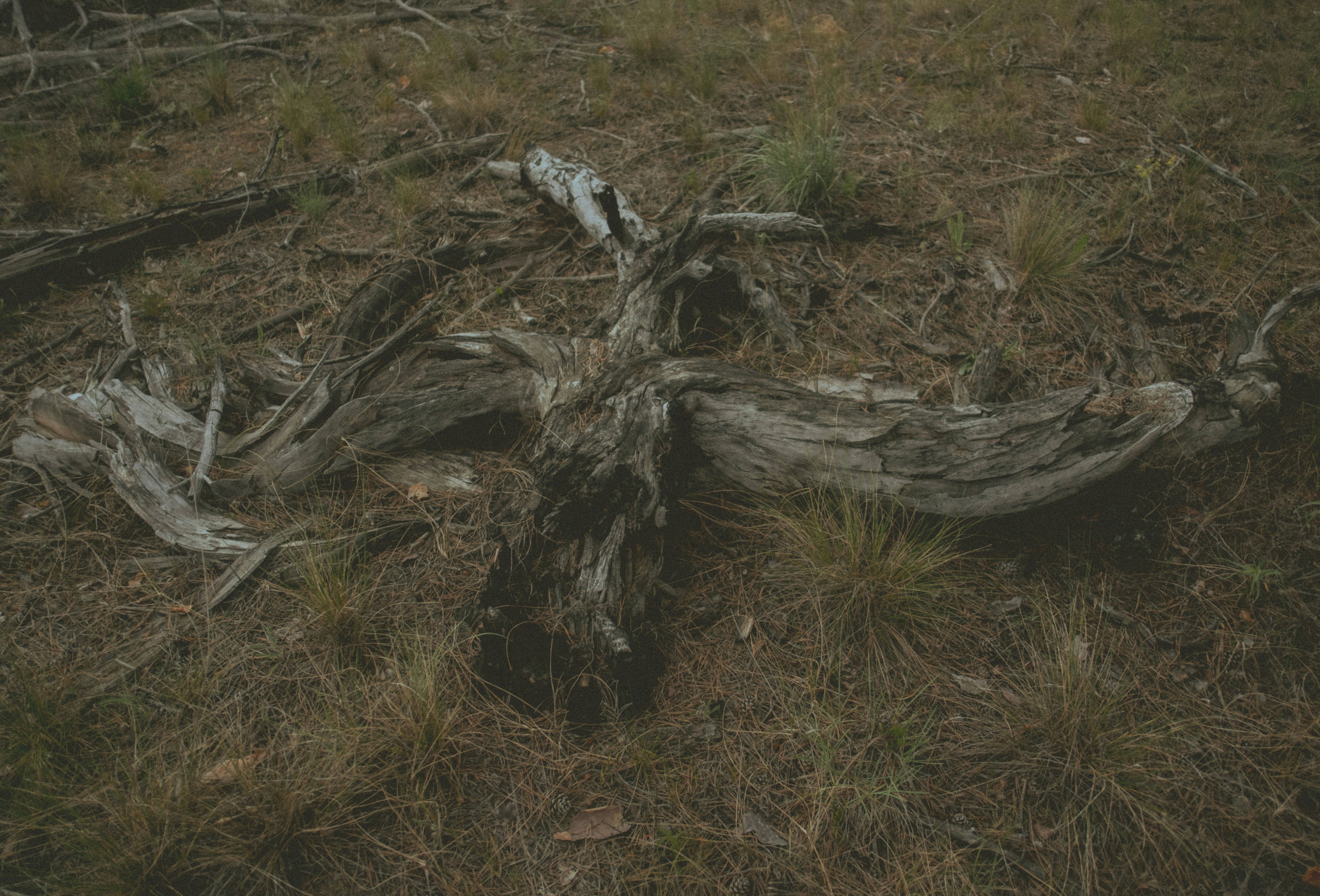 Driftwood Spine: A Weathered Trunk Resting in Drab Grass
