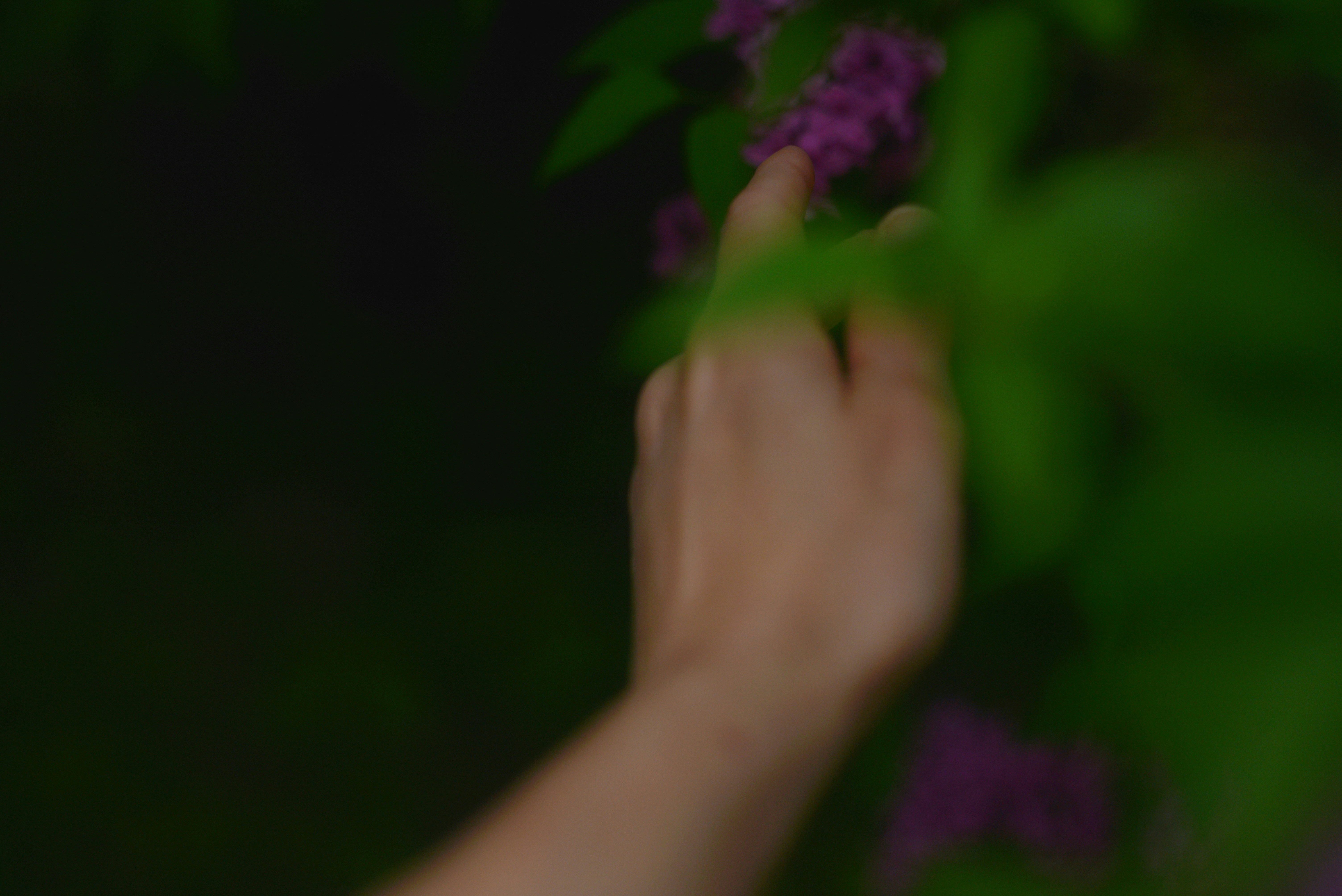 Touching Bloom: A Soft-Focus Moment in a Garden