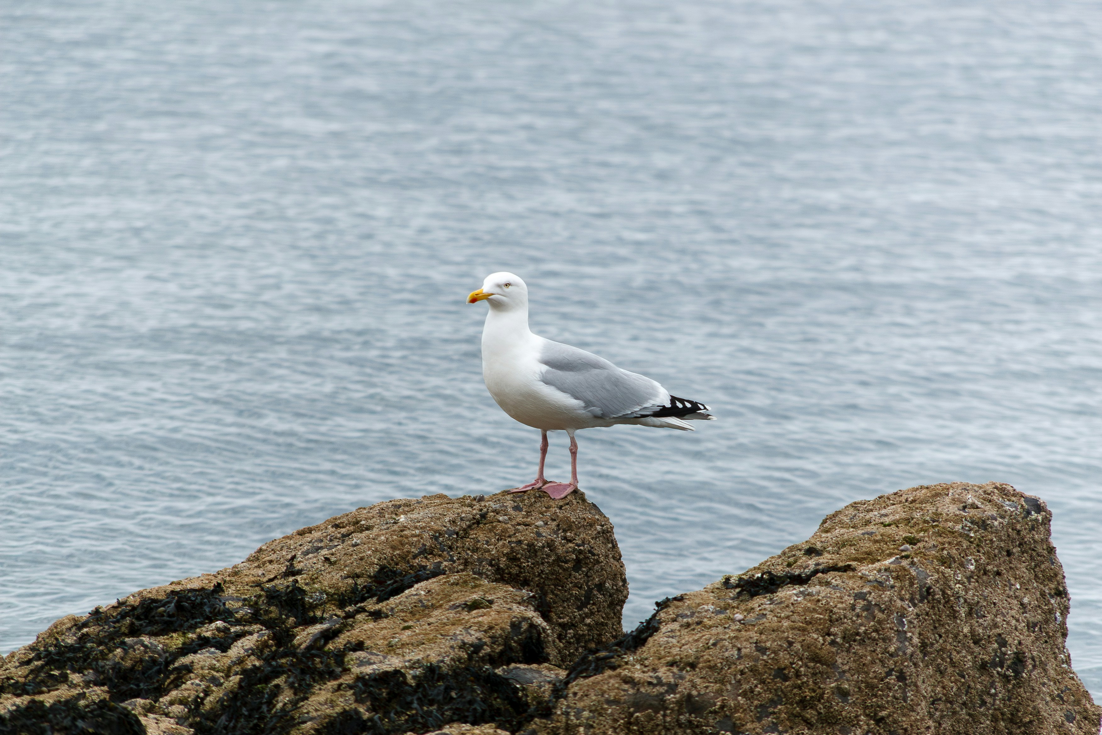 Seabird Sentinel on Coastal Rocks