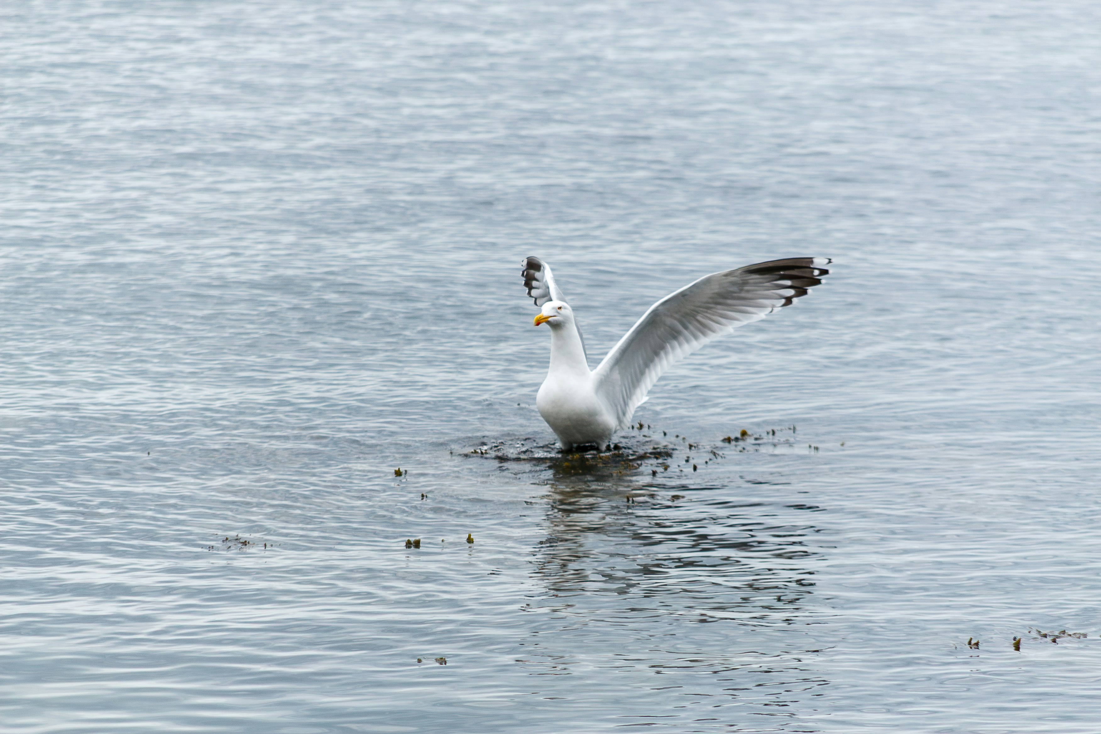 Midflight Gull Over Calm Waters: A Moment of Lift