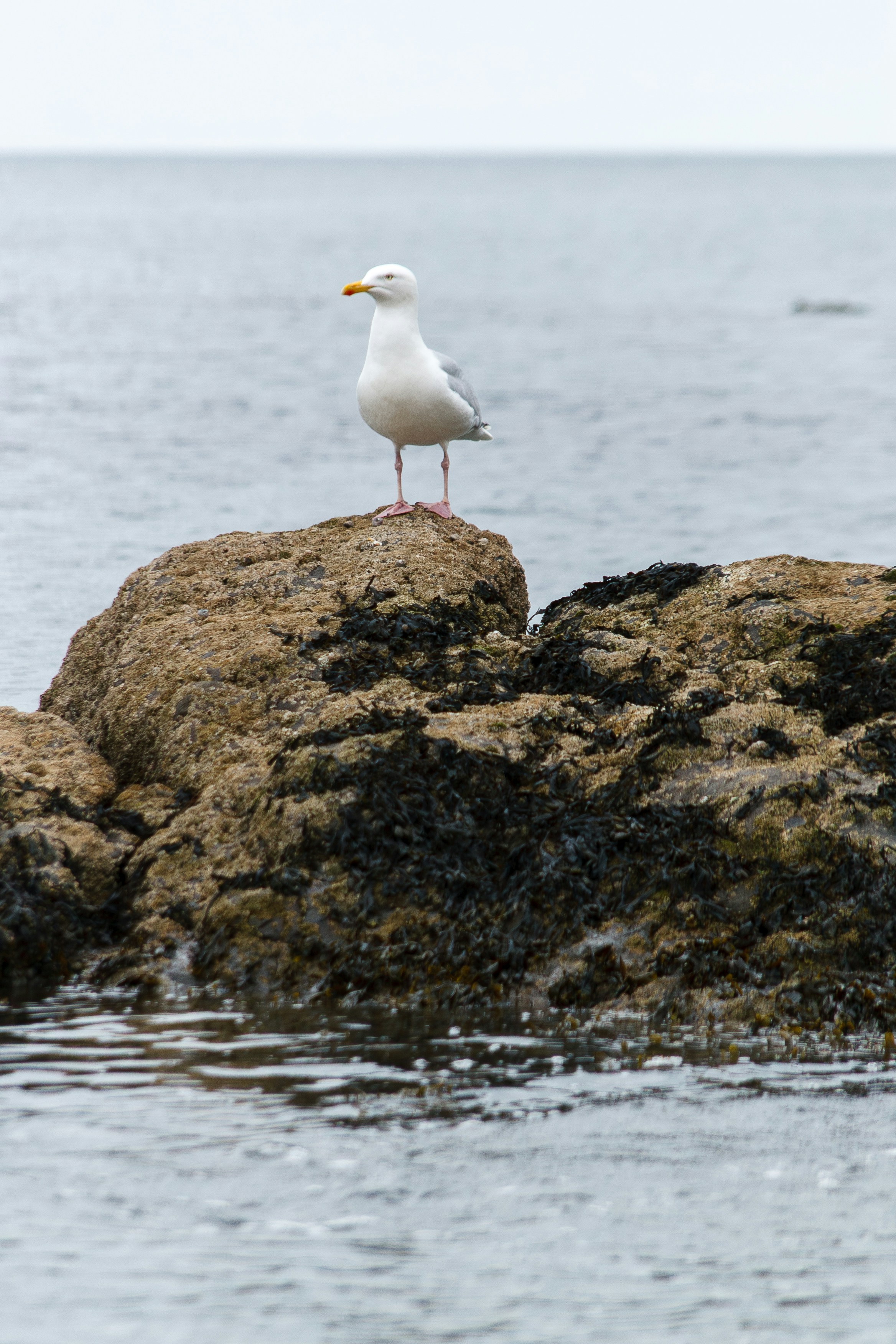 Seabird Sentinel on a Rocky Outcrop